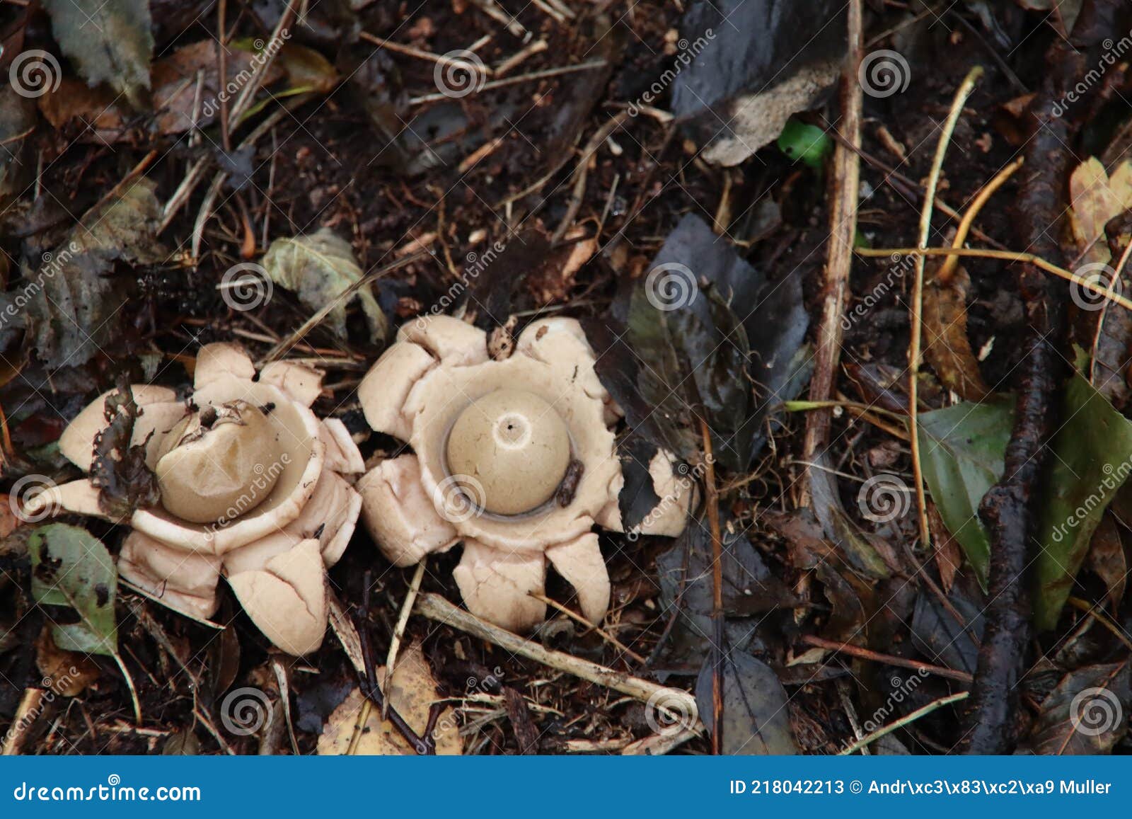 Collared Earthstar or Geastrum Triplex Mushroom Stock Image - Image of ...