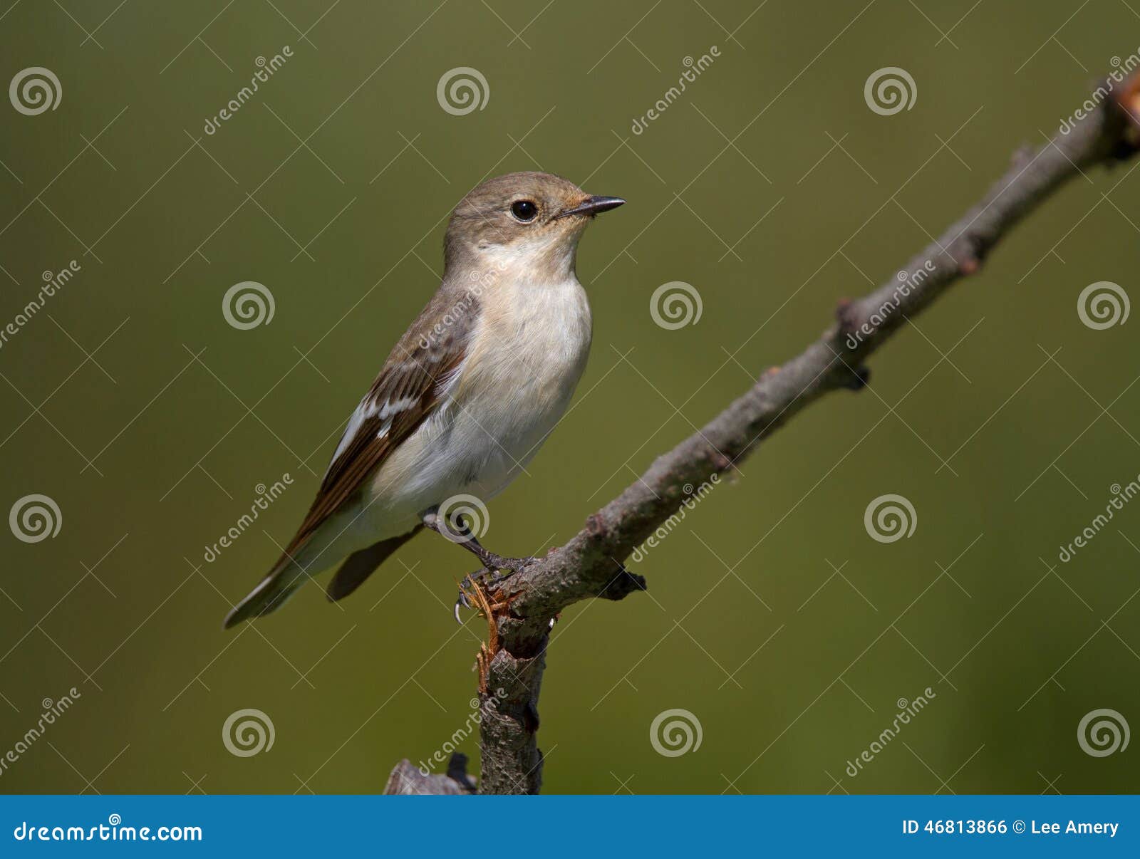 Collared Flycatcher stock photo. Image of fauna, flycatcher - 46813866