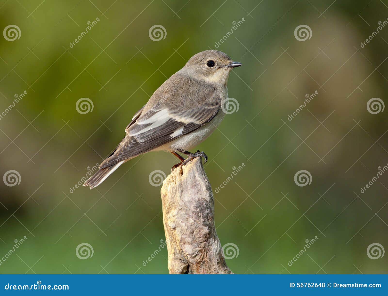Collared Flycatcher (Ficedula Albicollis) Stock Photo - Image of ...