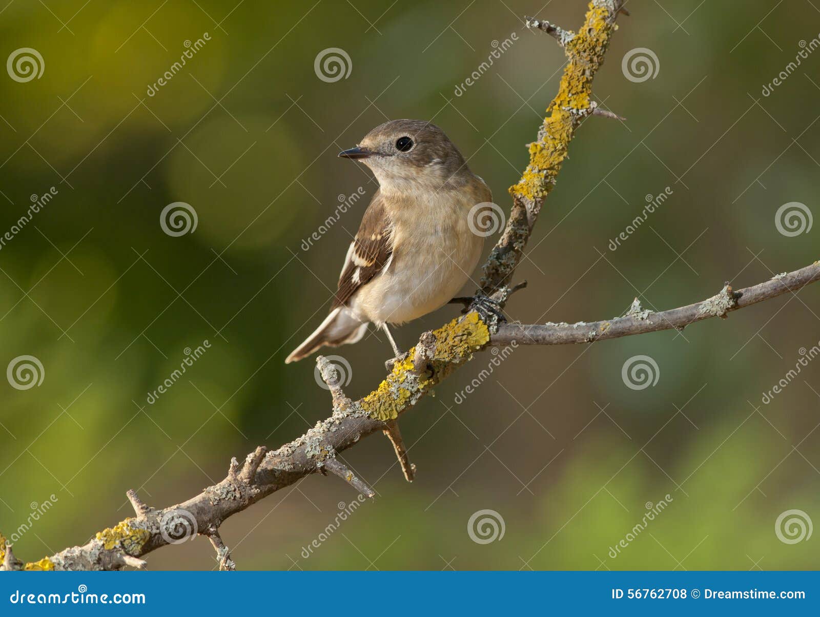 Collared Flycatcher (Ficedula Albicollis) Stock Photo - Image of nature ...