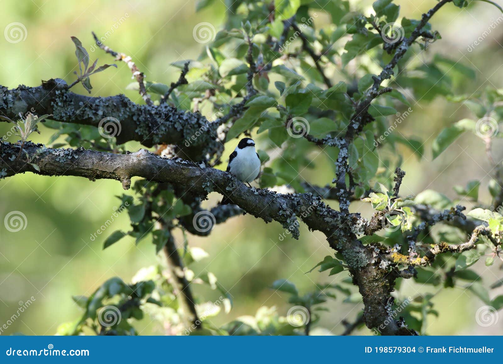 Collared Flycatcher (Ficedula Albicollis Stock Photo - Image of ...
