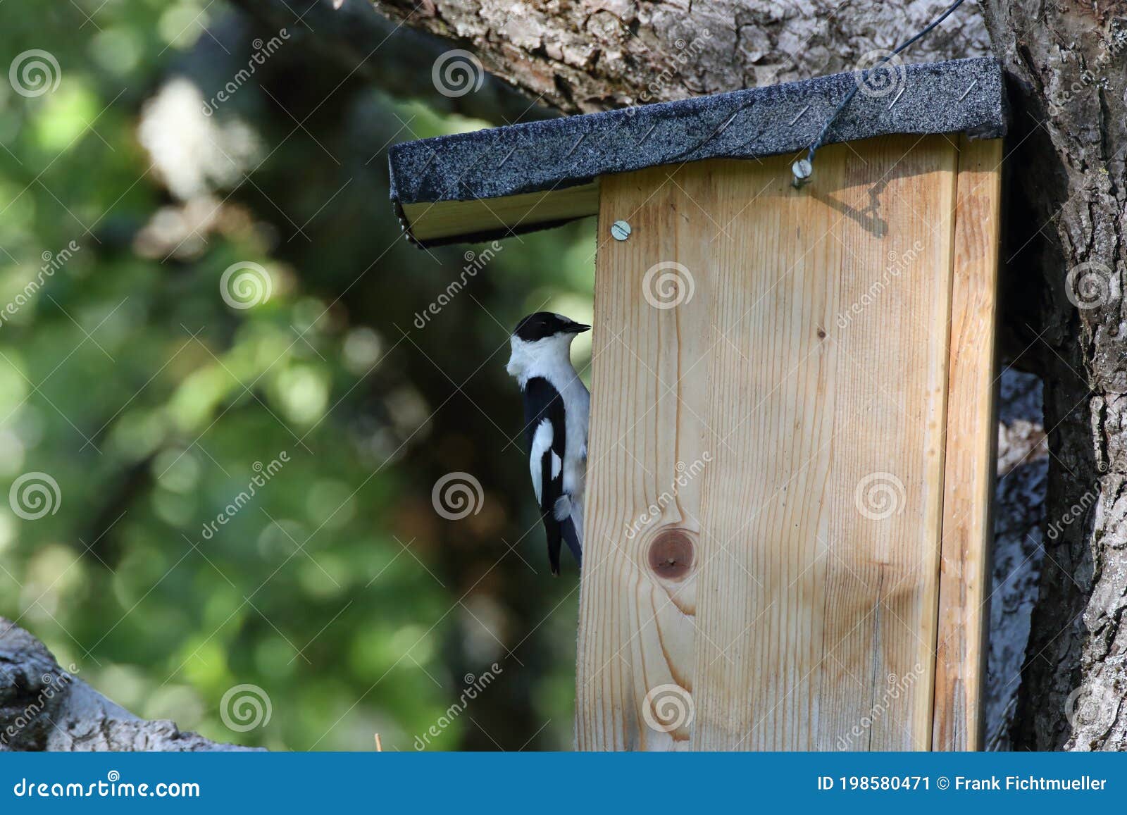 Collared Flycatcher (Ficedula Albicollis Stock Image - Image of ...