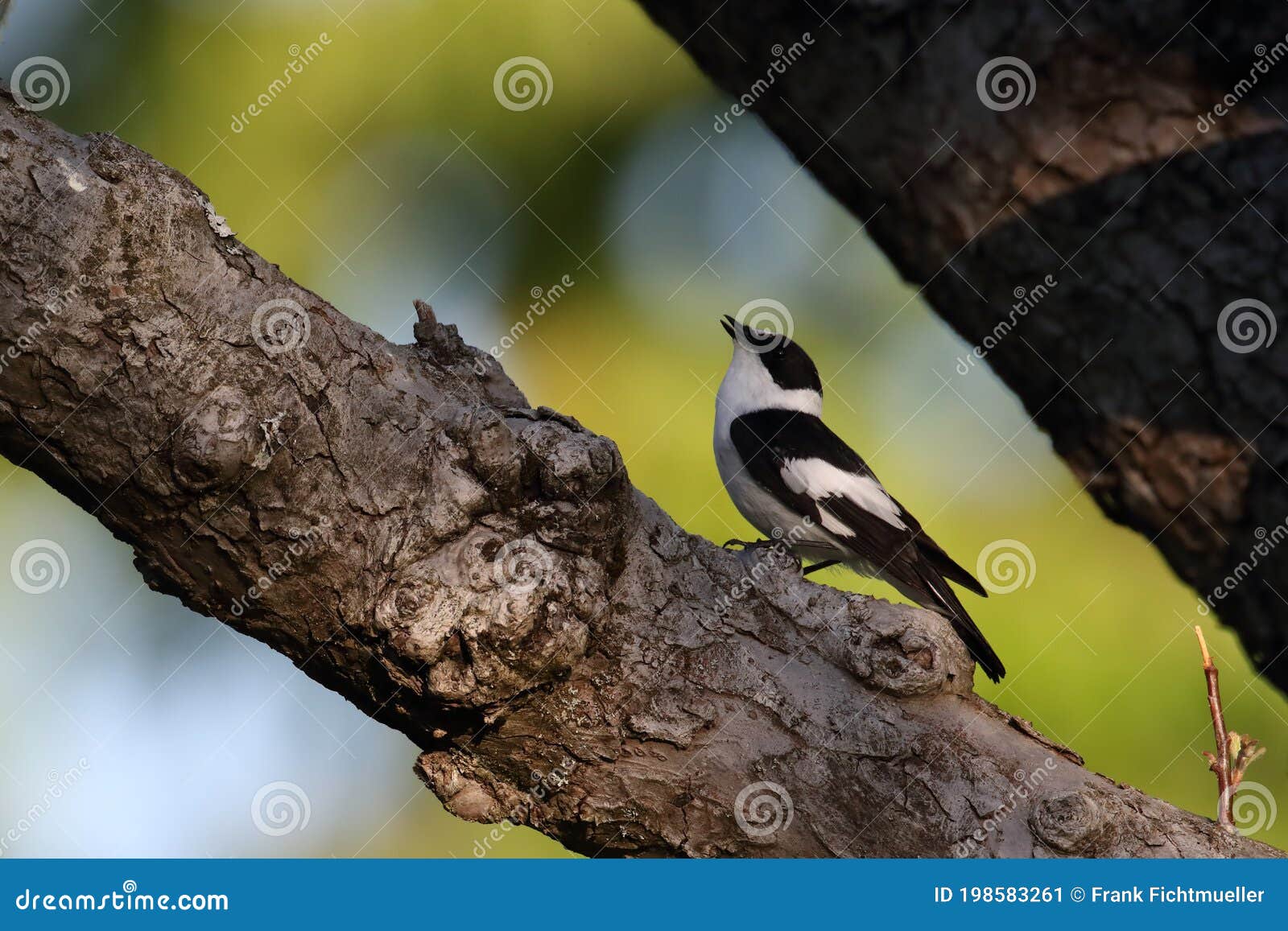 Collared Flycatcher (Ficedula Albicollis Stock Image - Image of ...