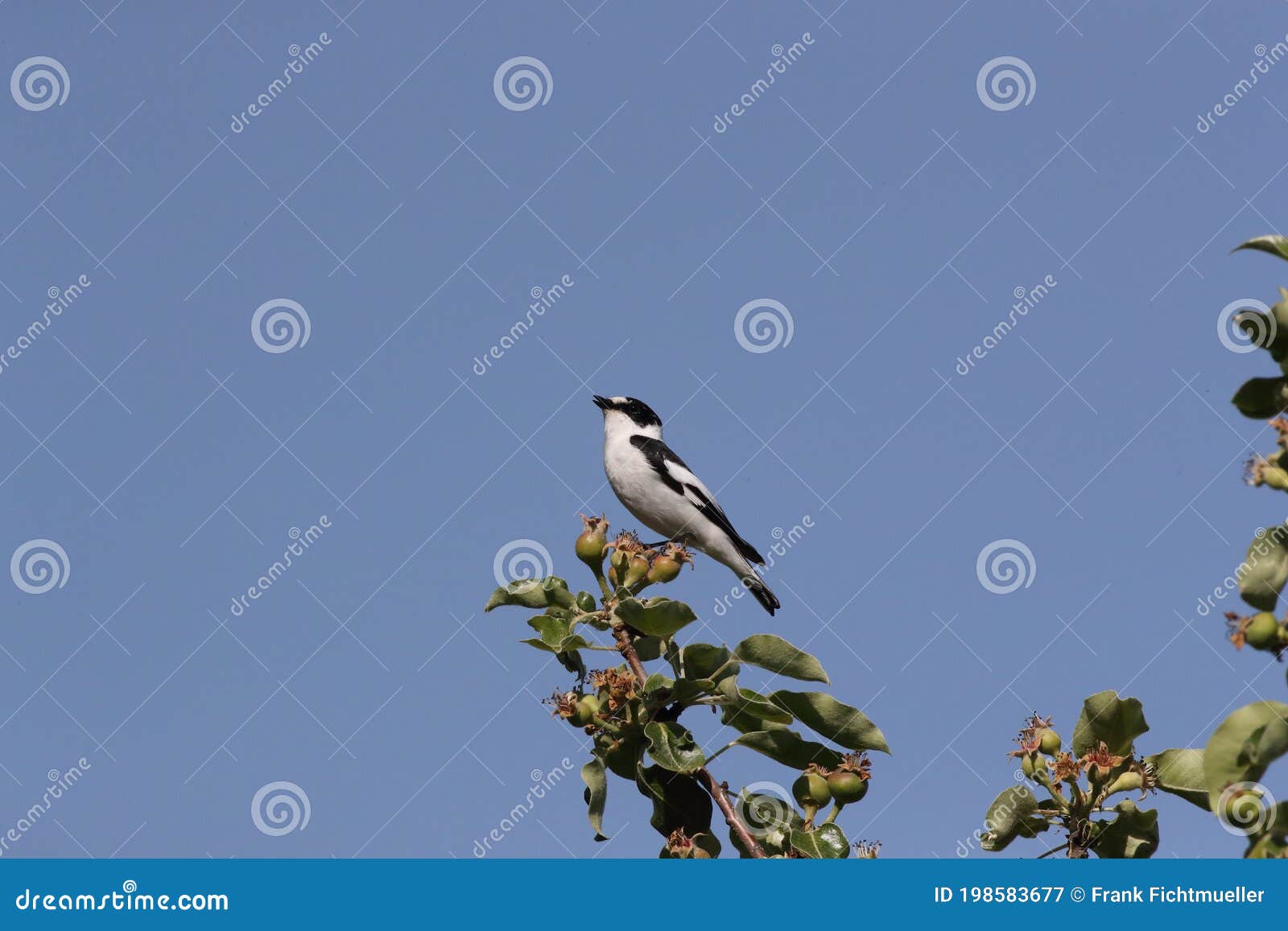 Collared Flycatcher (Ficedula Albicollis Stock Image - Image of ...