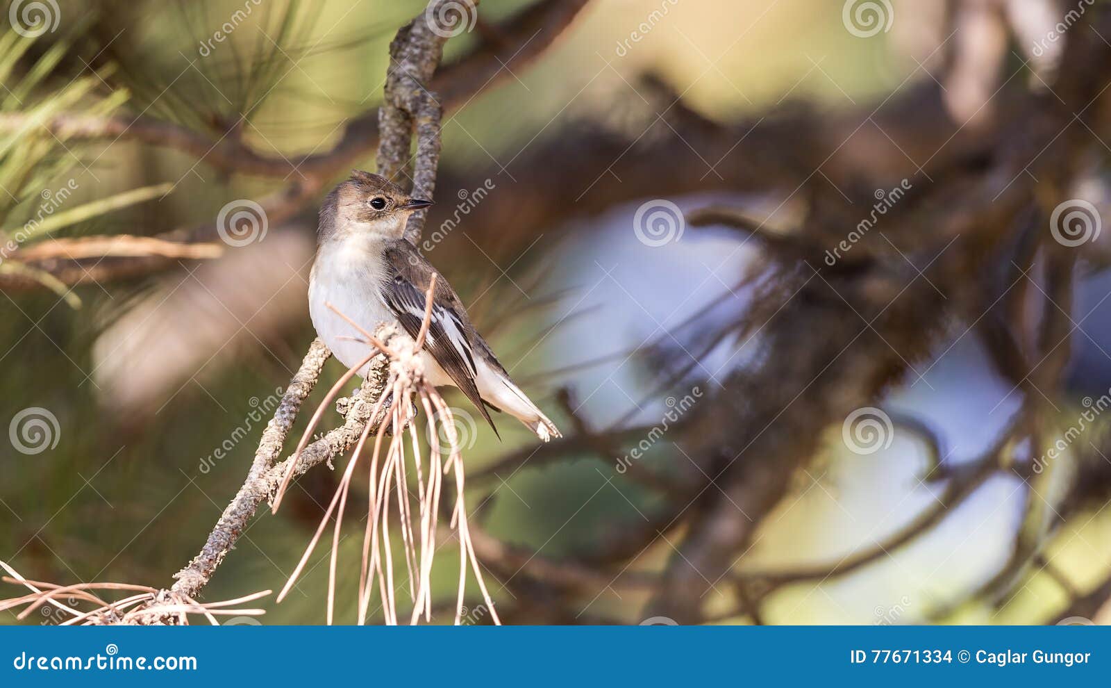 Collared Flycatcher on Pine Tree Stock Photo - Image of background ...