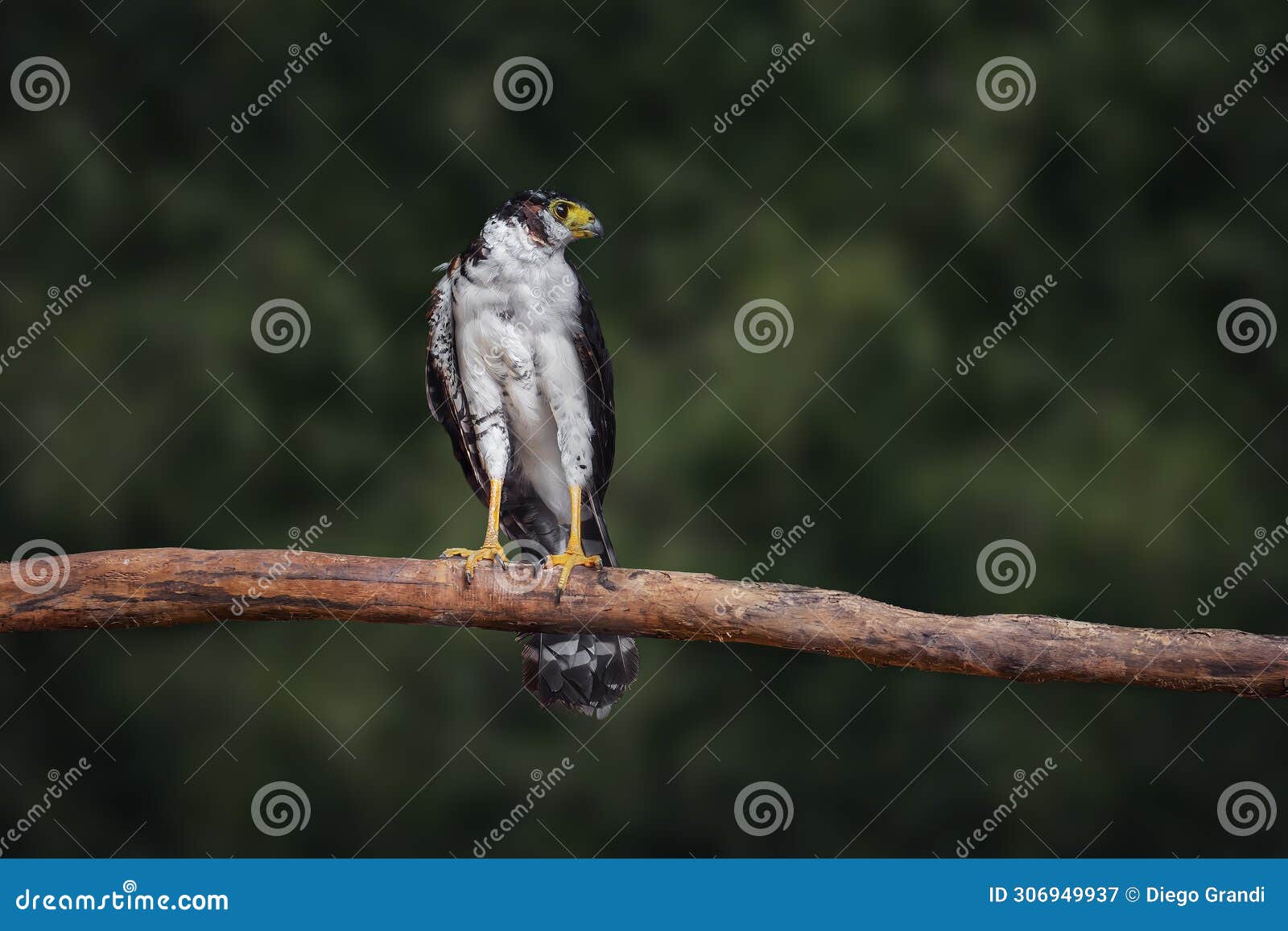 Collared Forest Falcon - Pale Morph Stock Image - Image of predatory ...