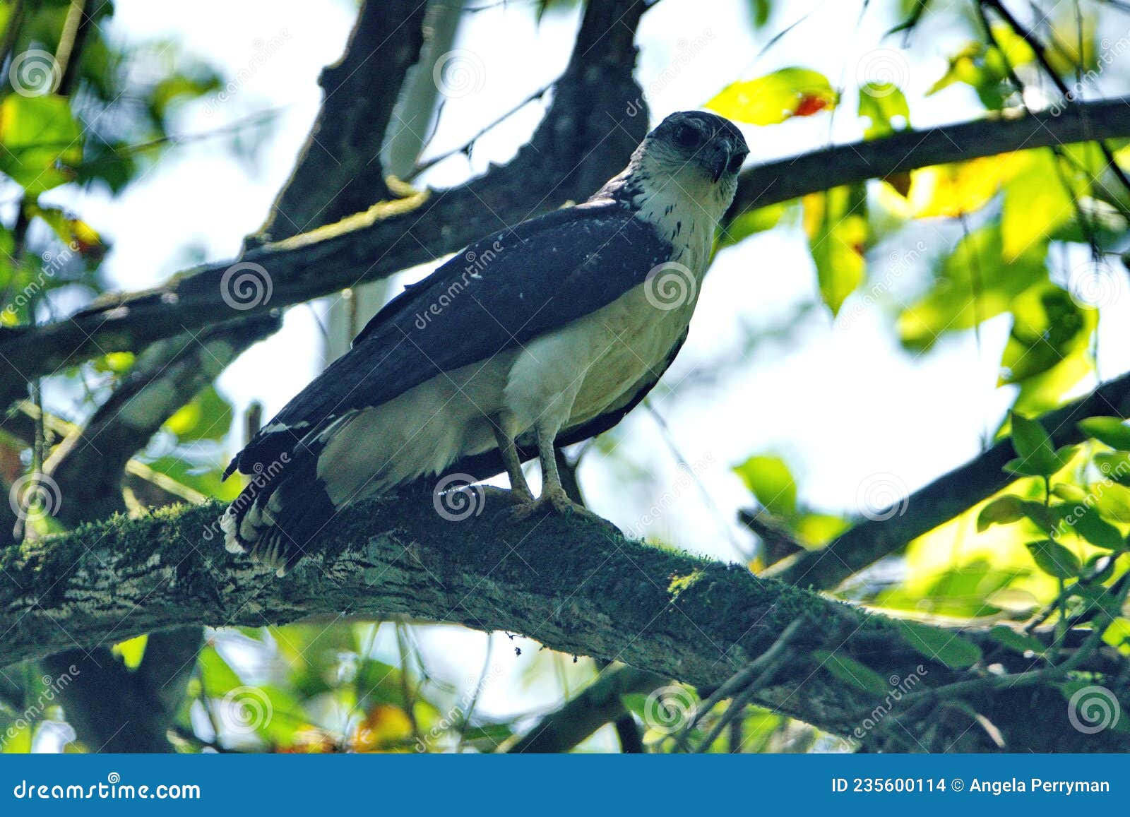 Collared Forest-falcon in a Tree Stock Photo - Image of manabi, america ...