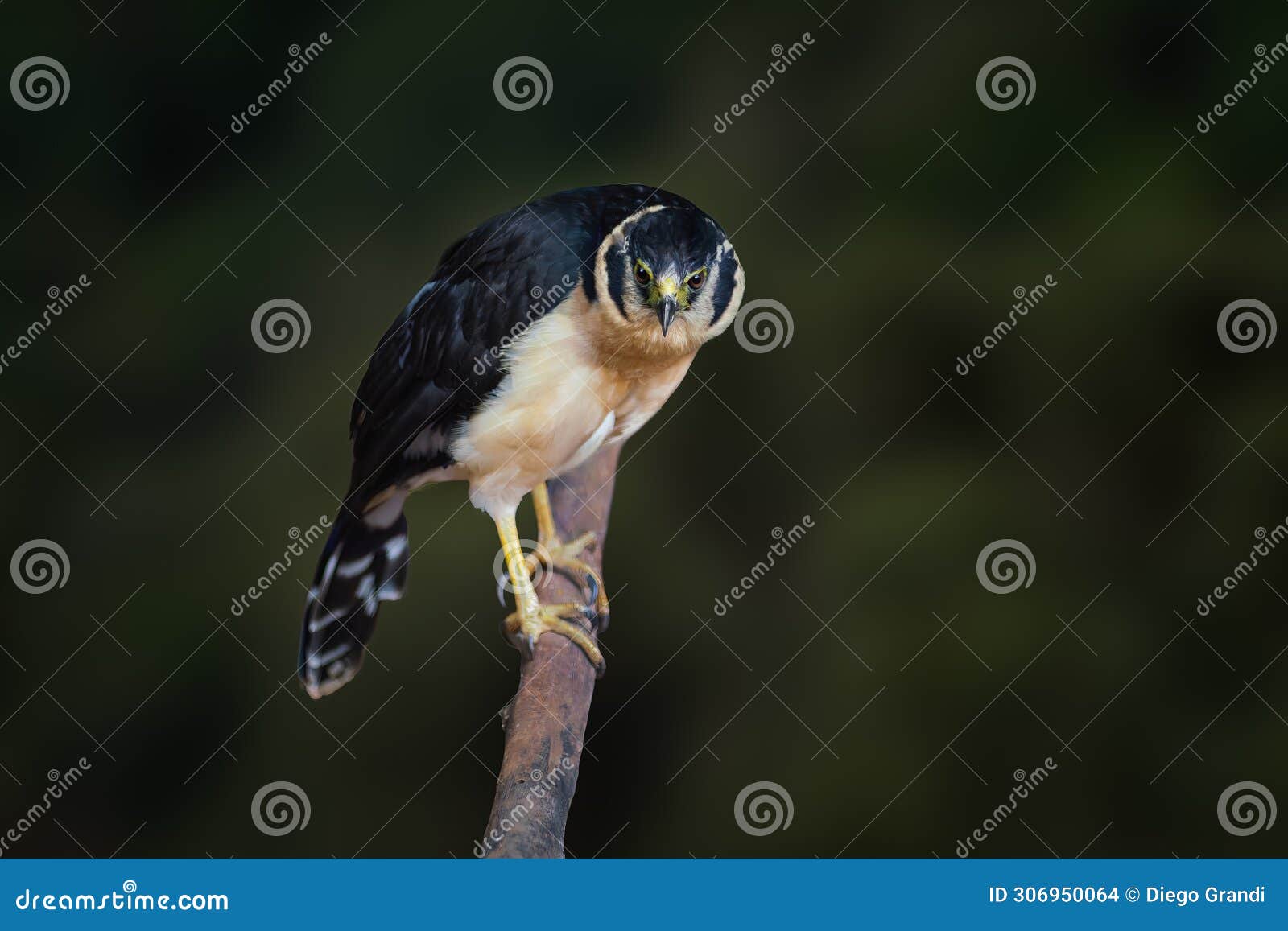 Collared Forest Falcon - Tawny Morph Stock Photo - Image of collared ...
