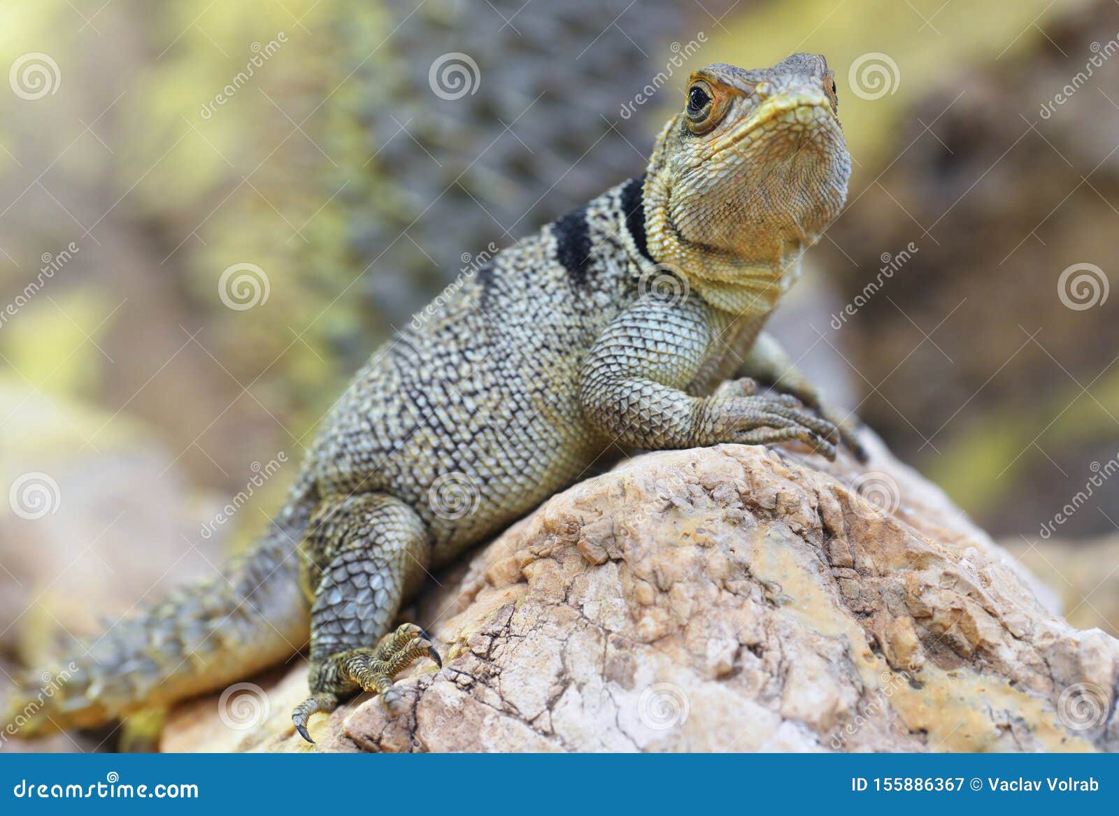 Collared Iguanid Lizard Oplurus Cuvieri Stock Image - Image of lizard ...