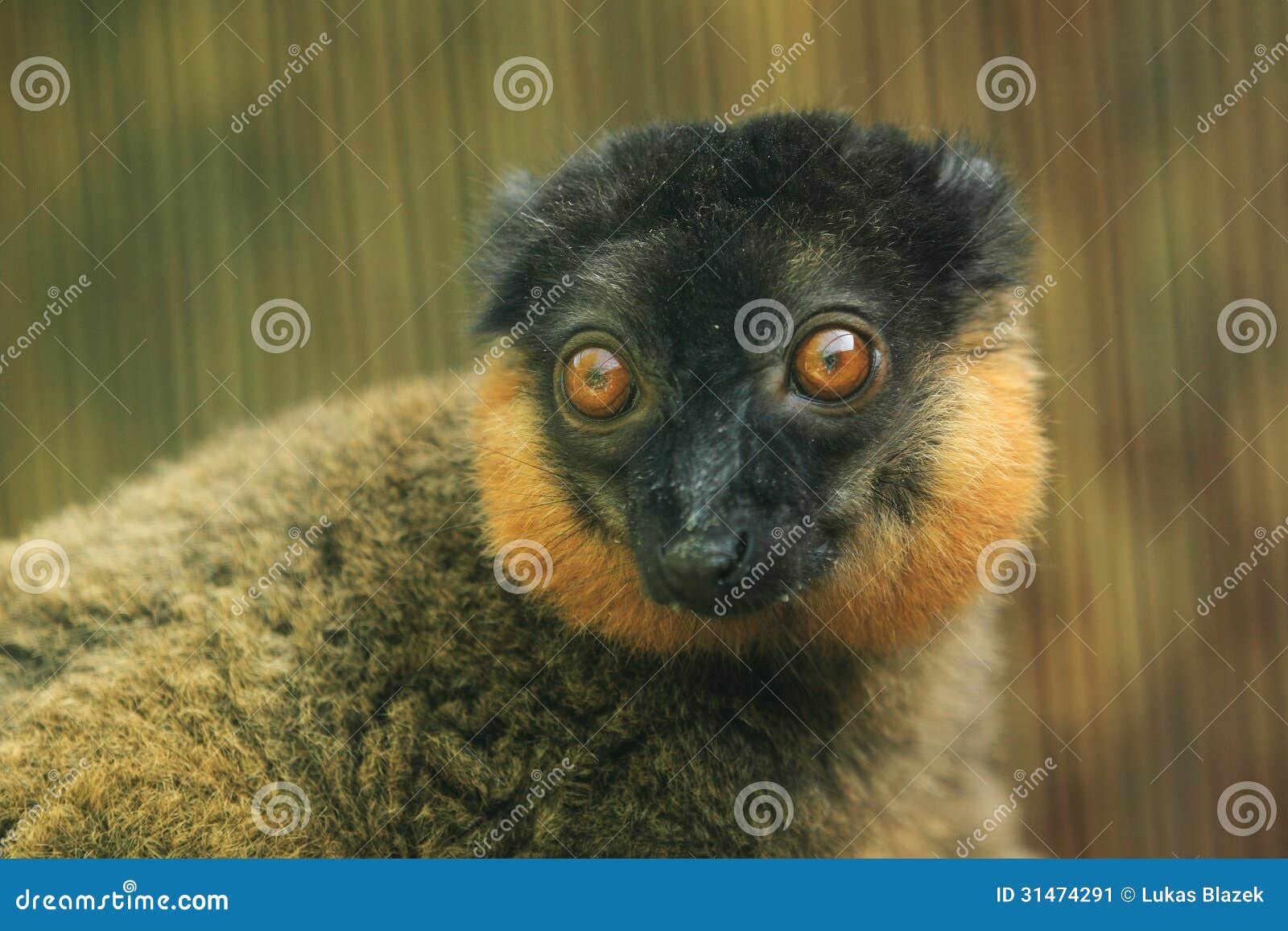 Collared lemur stock image. Image of mammal, collaris - 31474291