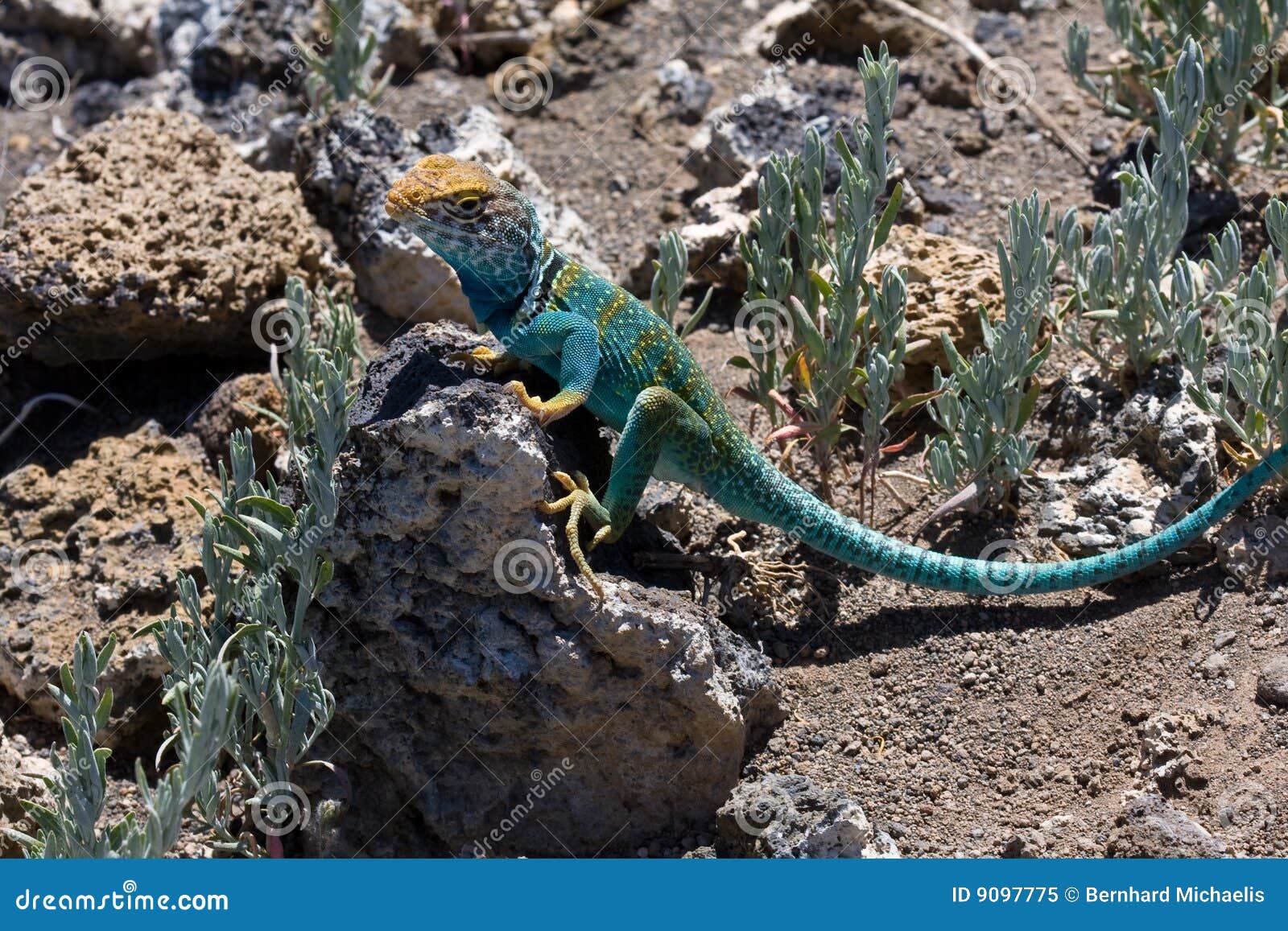 Collared Lizard 1 stock image. Image of cinder, feet, reptiles - 9097775