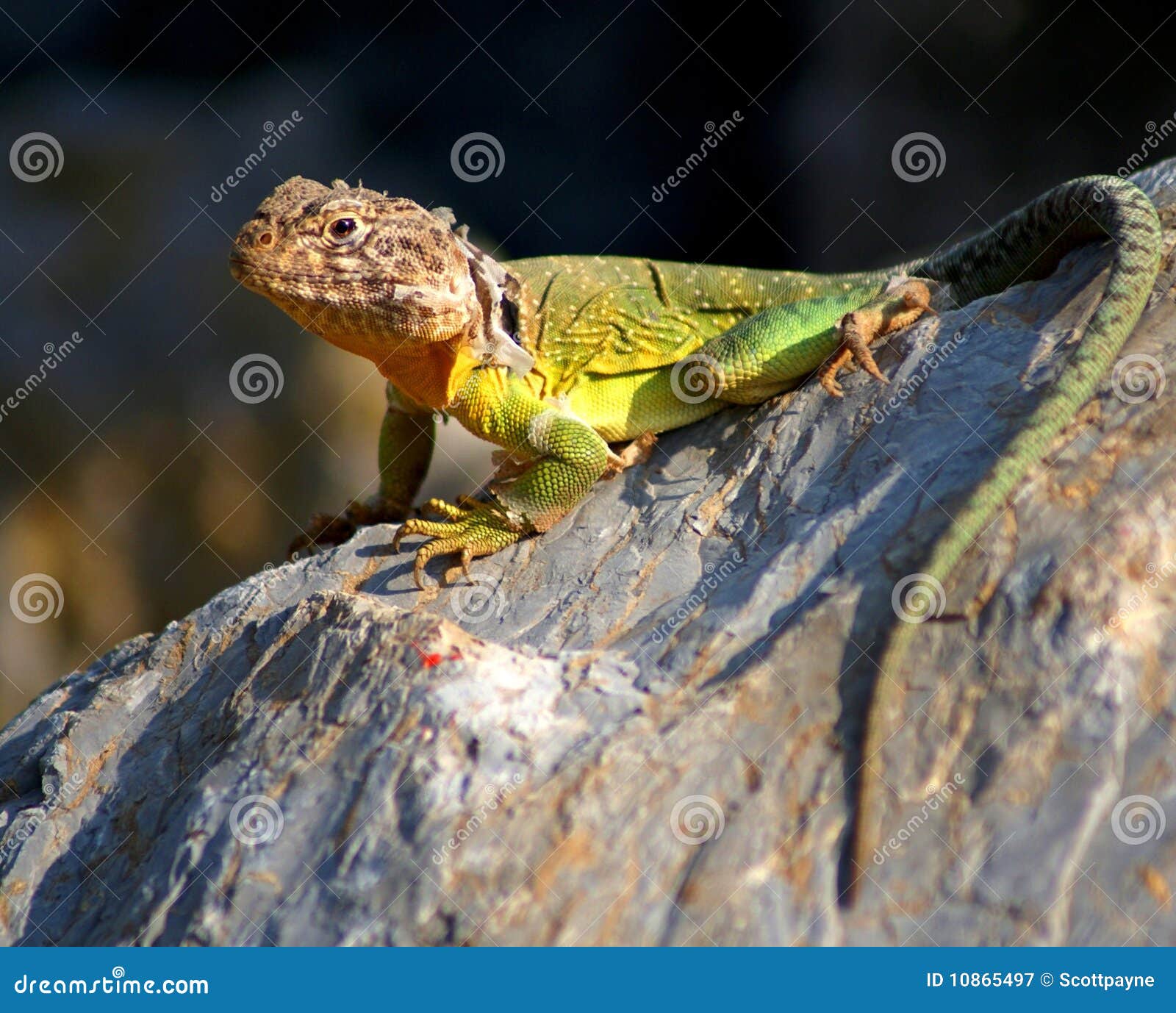Collared Lizard stock image. Image of nature, collared - 10865497
