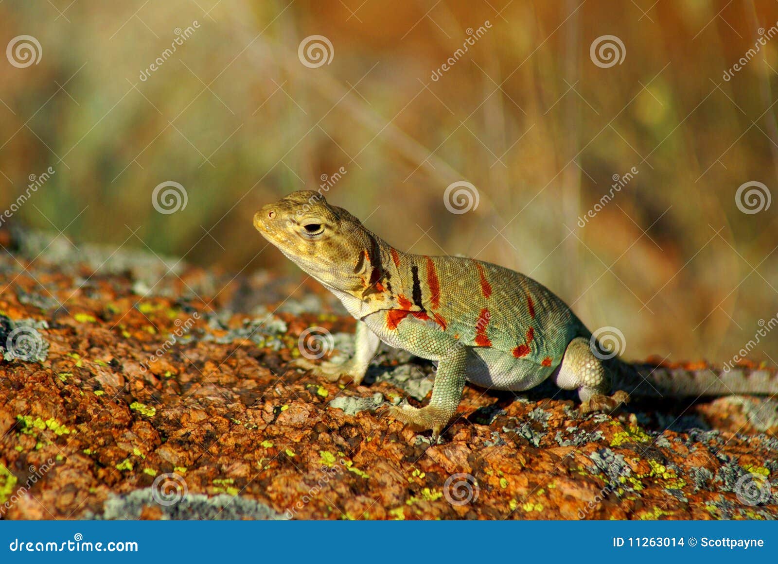 Collared Lizard stock photo. Image of wildlife, rock - 11263014