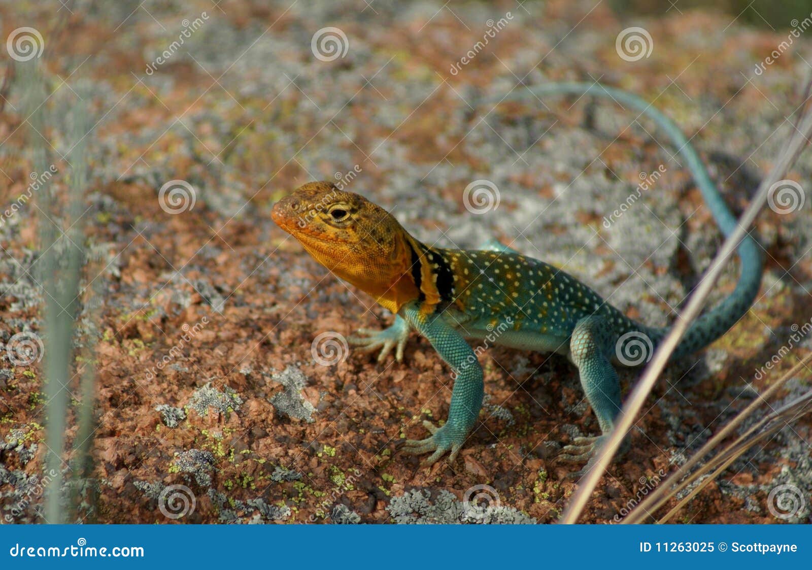 Collared Lizard stock image. Image of animal, defend - 11263025