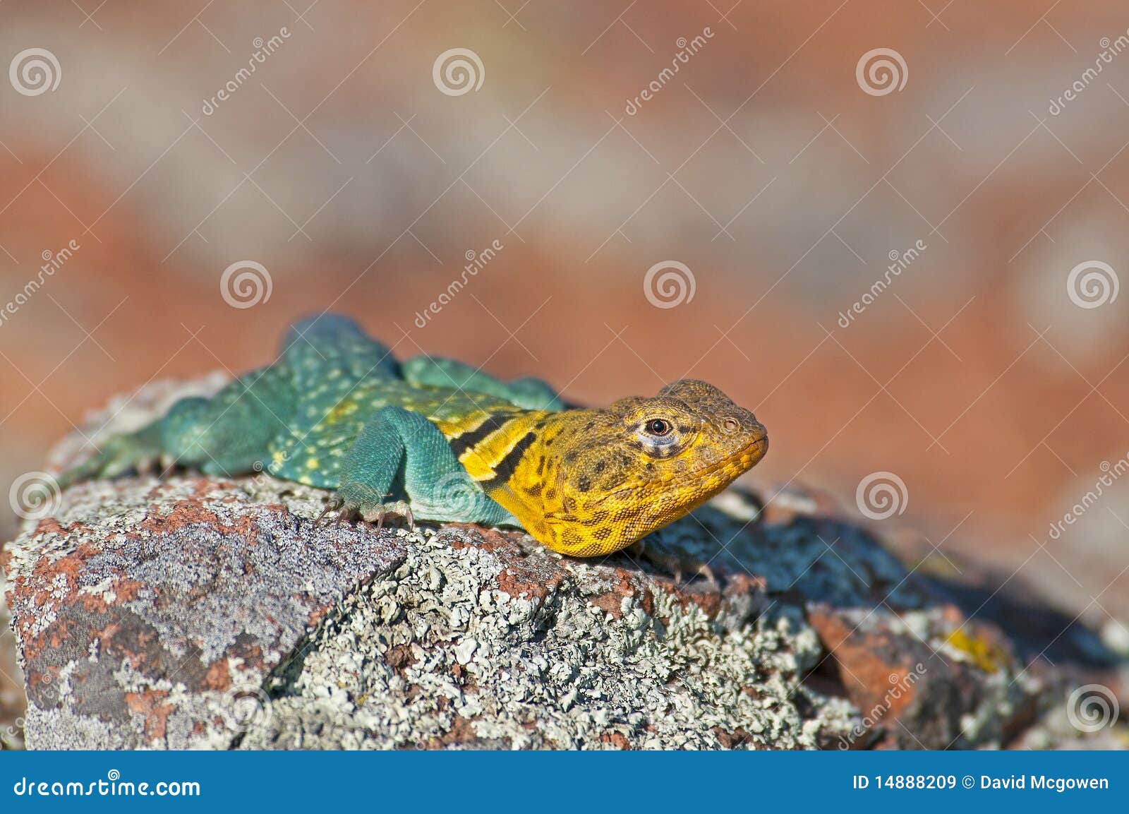 Collared Lizard stock image. Image of collared, refuge - 14888209