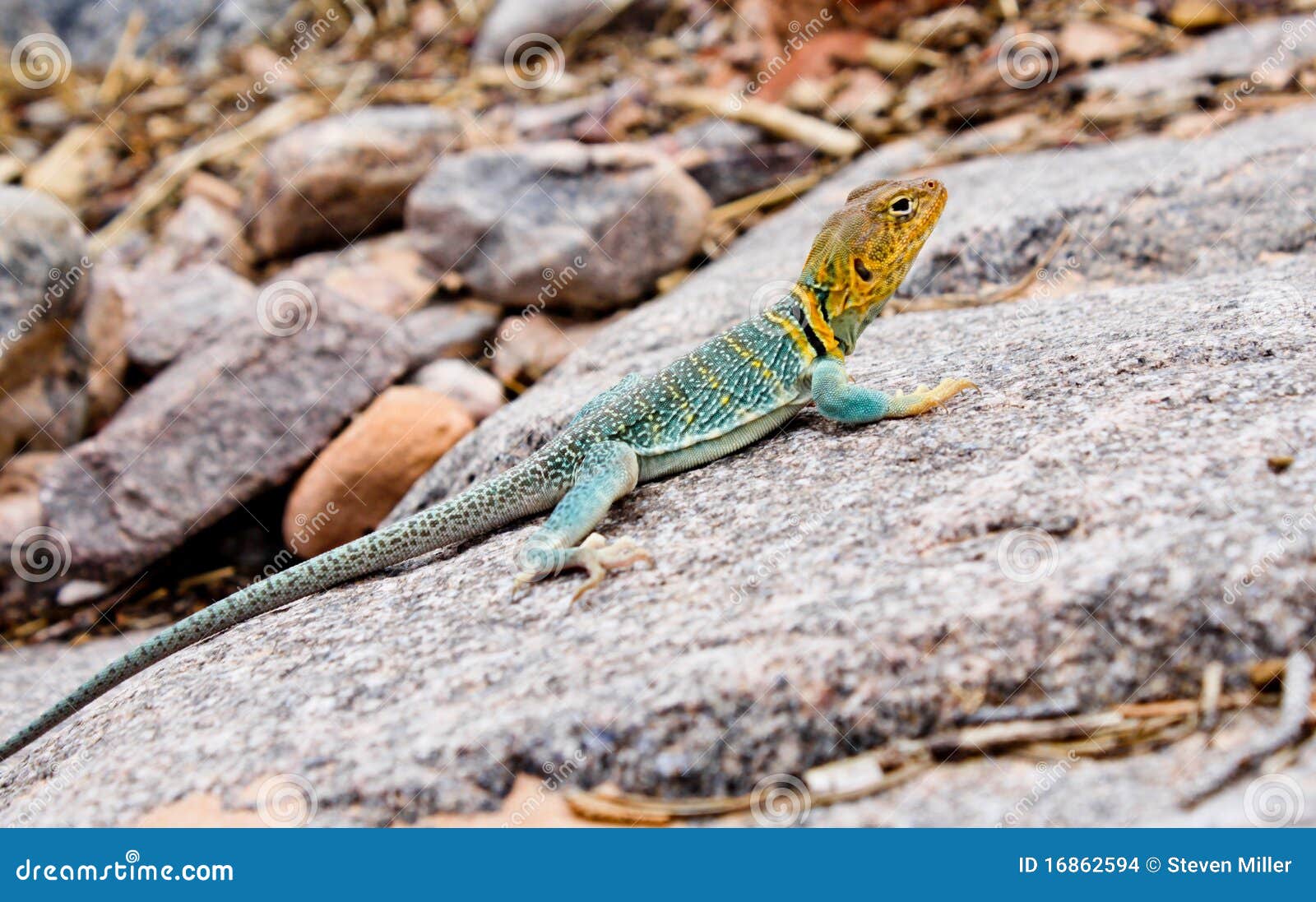 Collared Lizard stock photo. Image of animal, national - 16862594