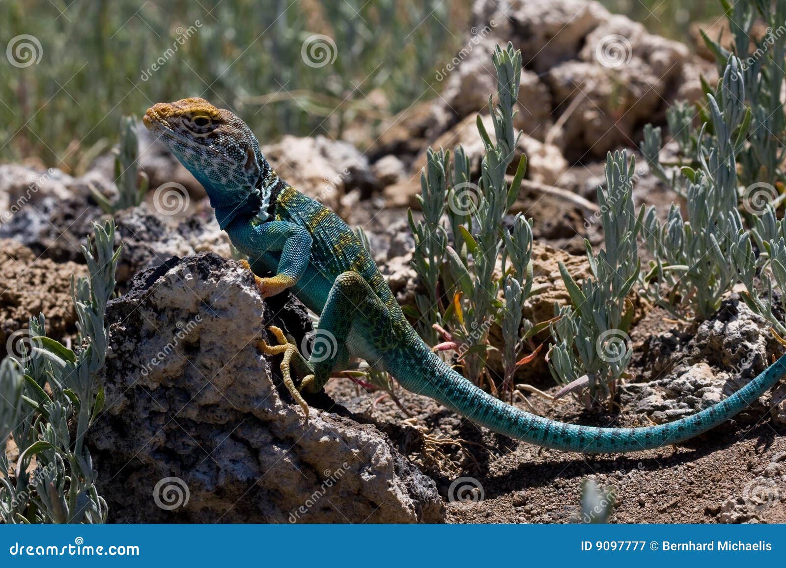 Collared Lizard 2 stock image. Image of cinder, volcanic - 9097777