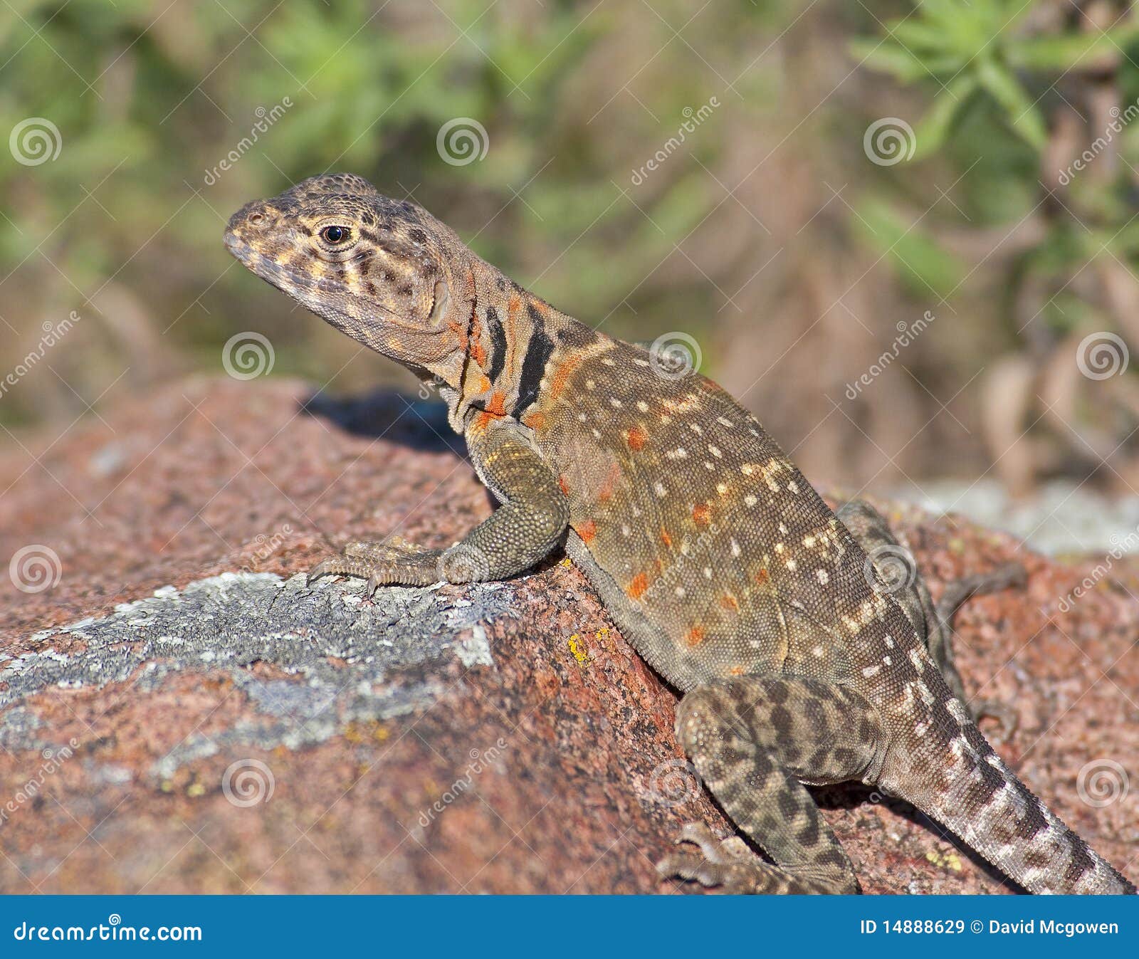 Collared Lizard 7 stock image. Image of wildlife, herpetology - 14888629