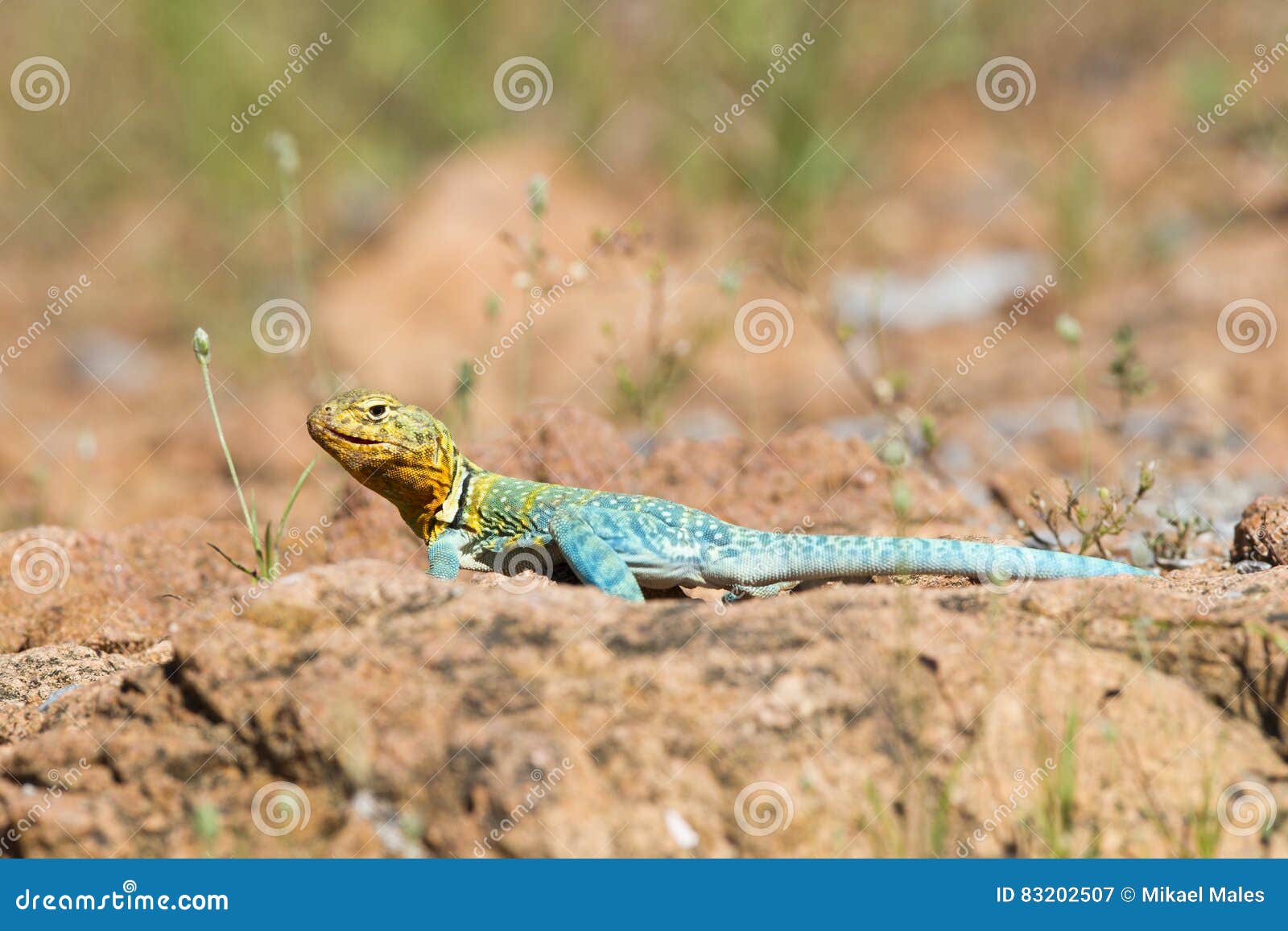 Collared Lizard Basking in Sun Stock Image - Image of reptile, blooded ...