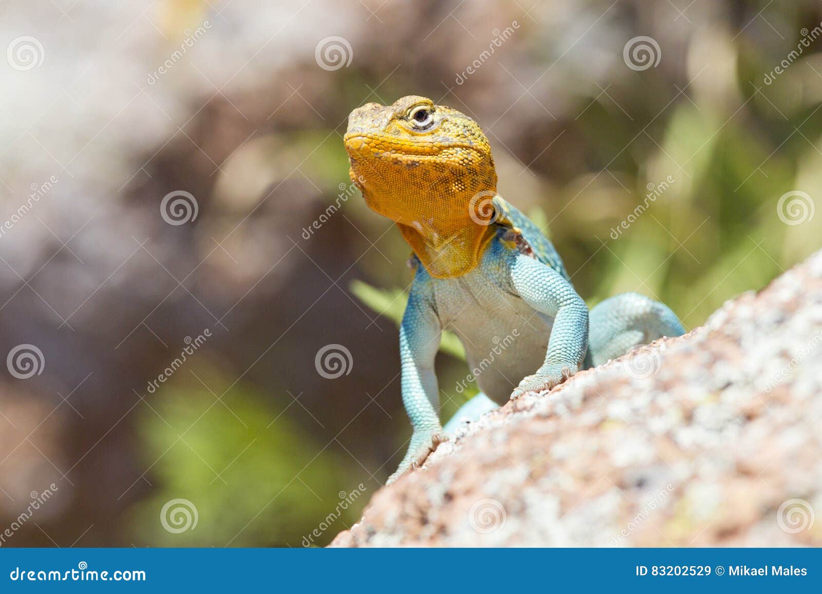 Collared Lizard in Breeding Colors Stock Image - Image of boomer ...