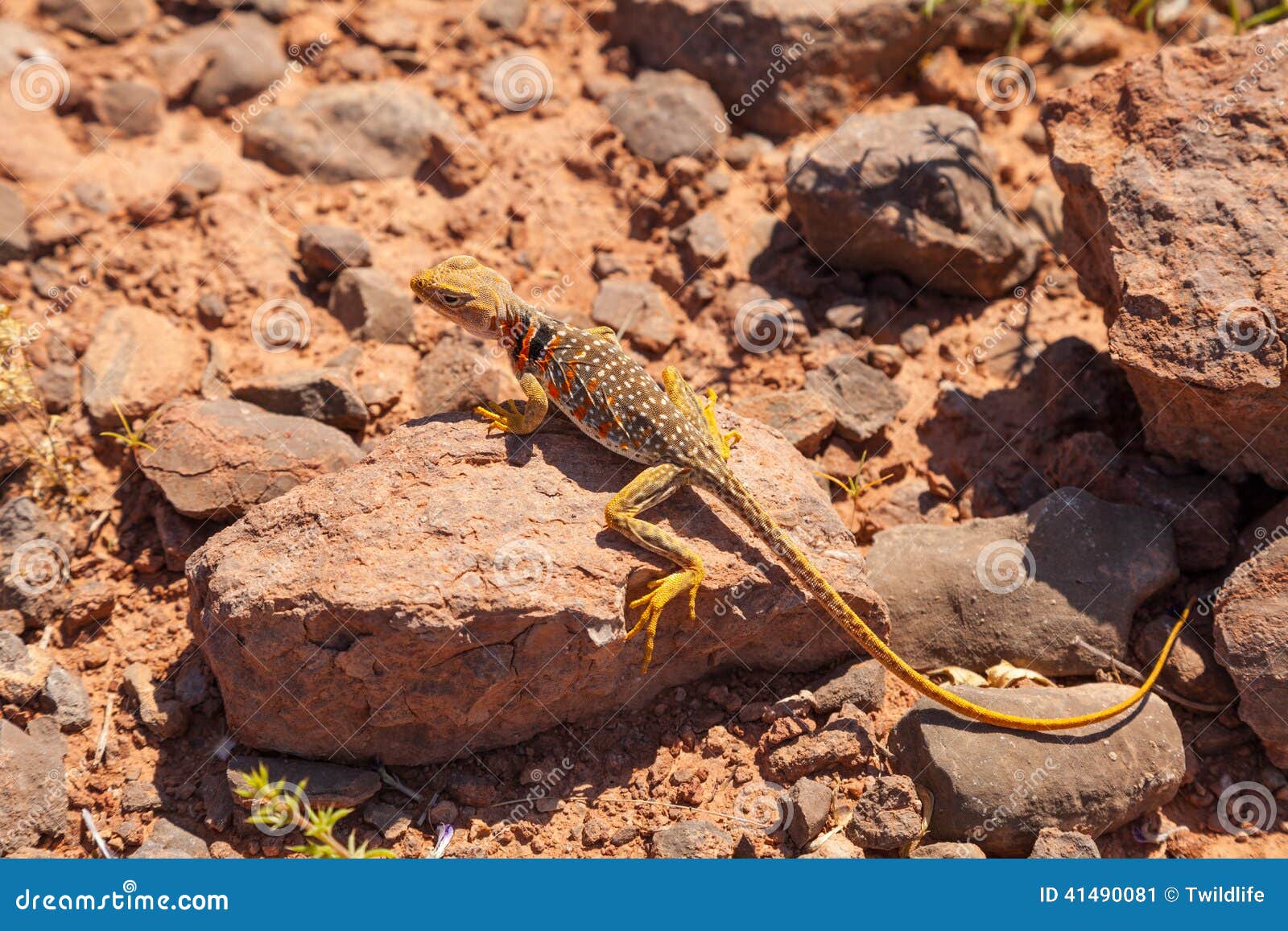 Collared Lizard in the Desert Stock Image - Image of lizard, desert ...