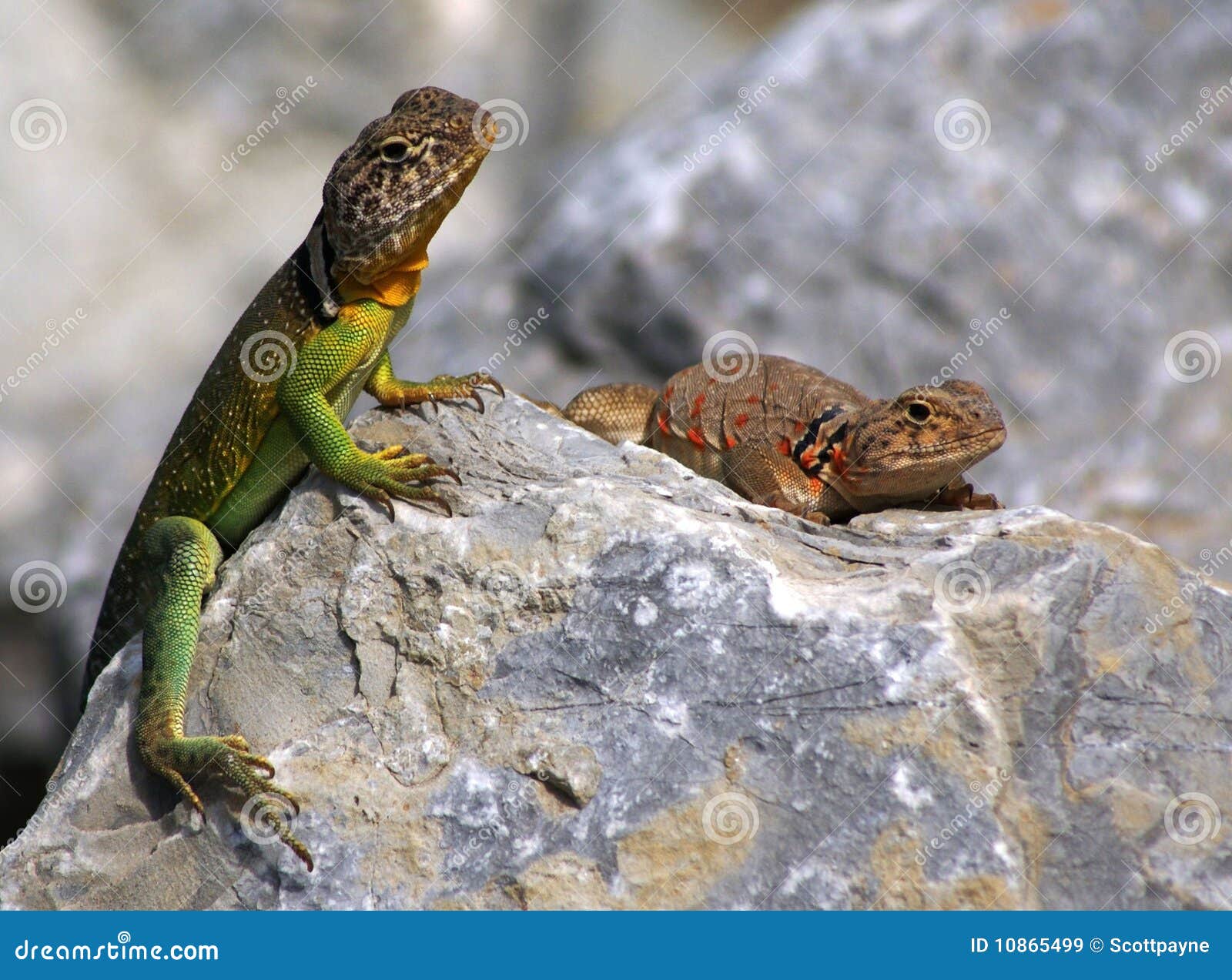 Two Lizards Stock Photo | CartoonDealer.com #70781994