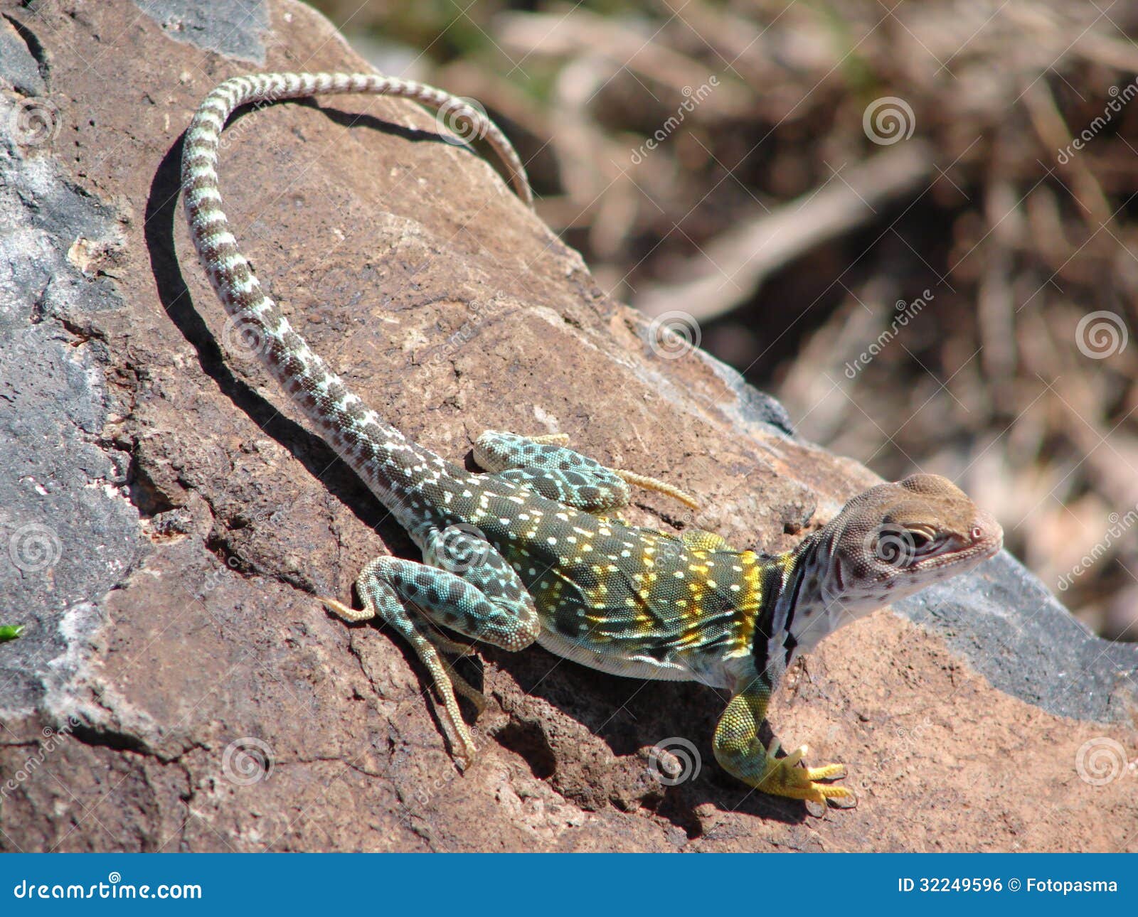 Collared lizzard stock photo. Image of orange, park, creature - 32249596