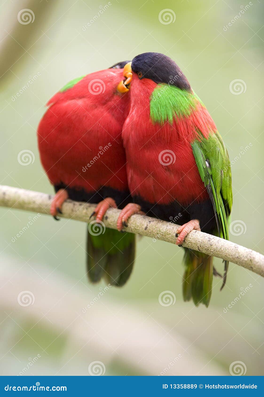 Collared Lories, De Rode Groene Vogel Van Fiji Stock Afbeelding - Image ...