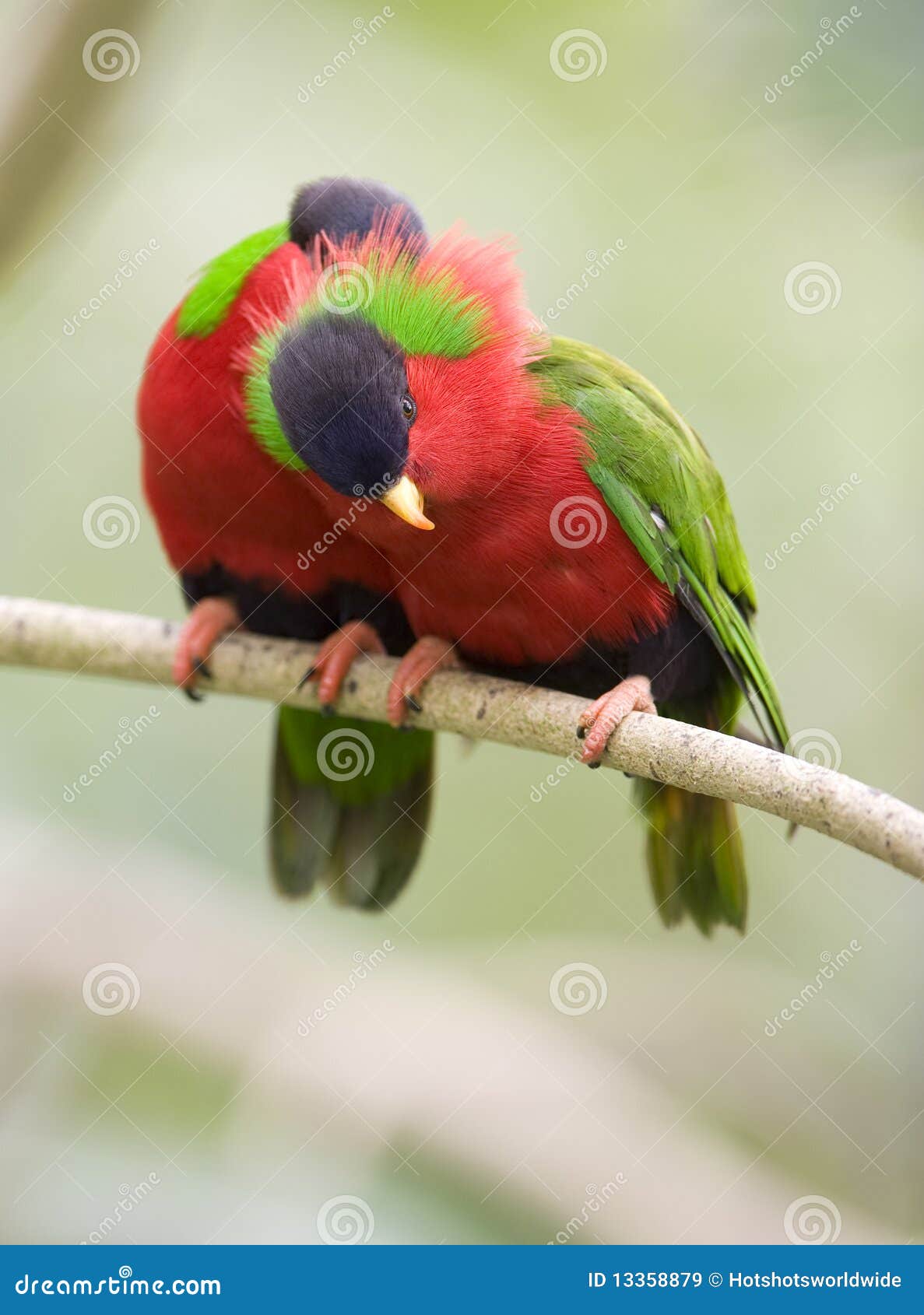 Collared Lories, Mating Pair in Tree, Fiji Stock Image - Image of funny ...