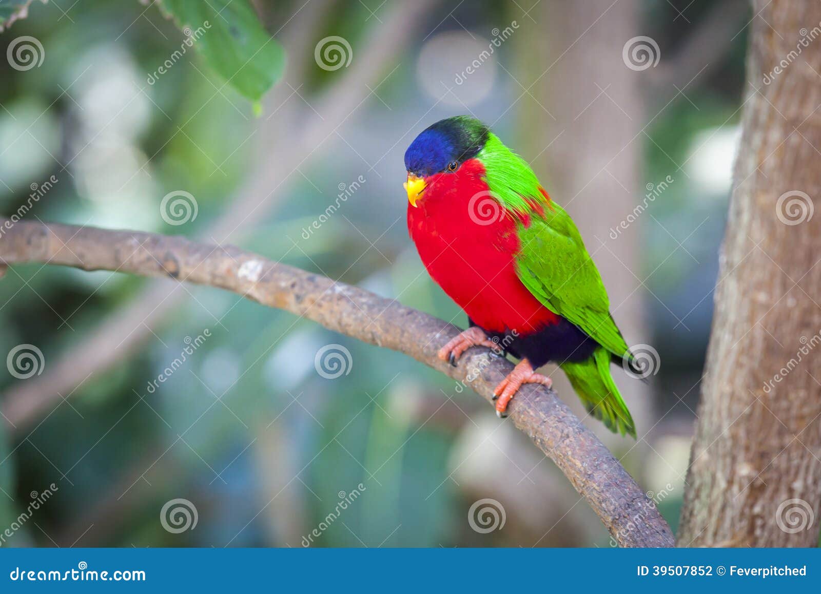 Collared Lory of the Fiji Islands Stock Photo - Image of lorikeet ...