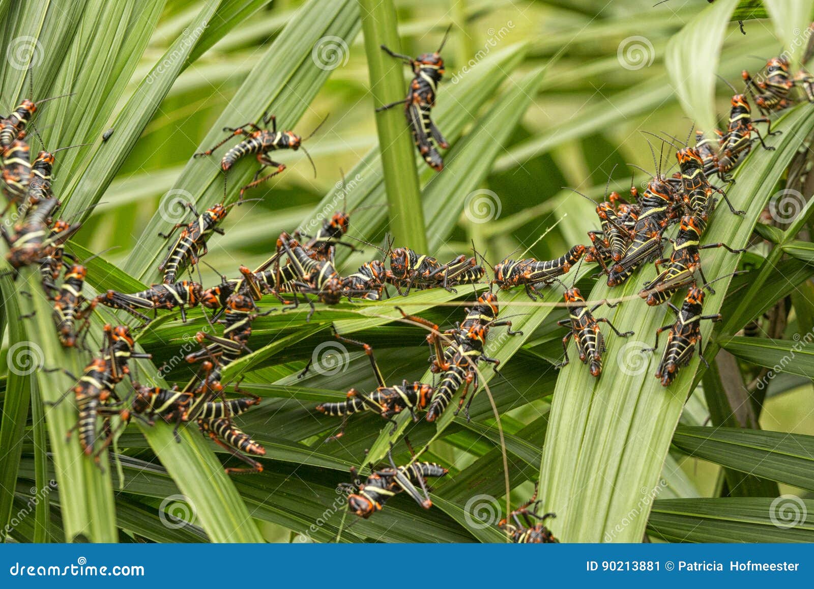 Collared Lubber Grasshoppers Stock Image - Image of head, locust: 90213881