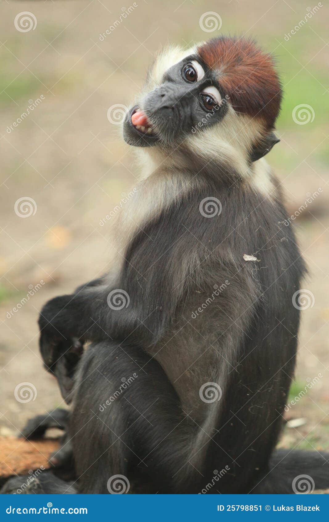 Collared mangabey stock image. Image of mangabey, cercocebus - 25798851