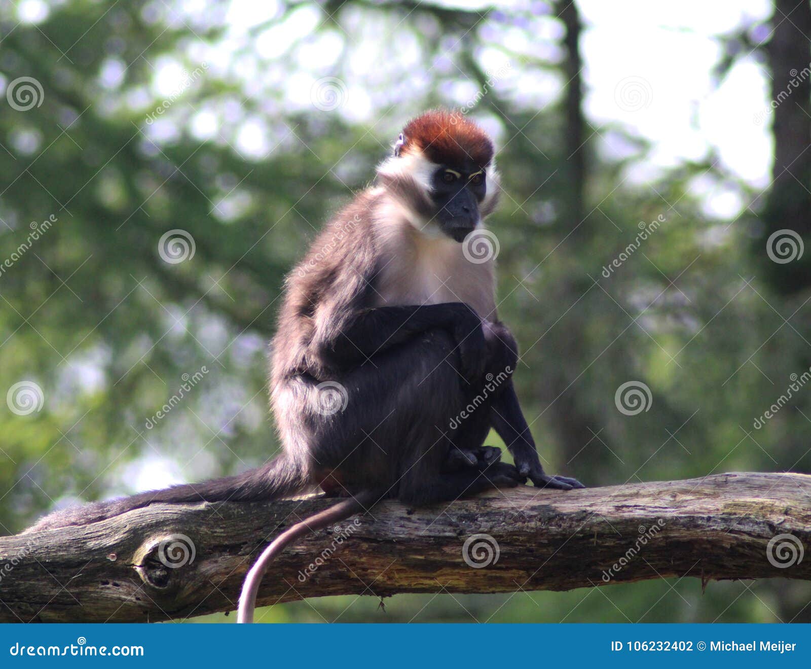 Collared Mangabey, Cercocebus Torquatus Stock Photo - Image of happy ...