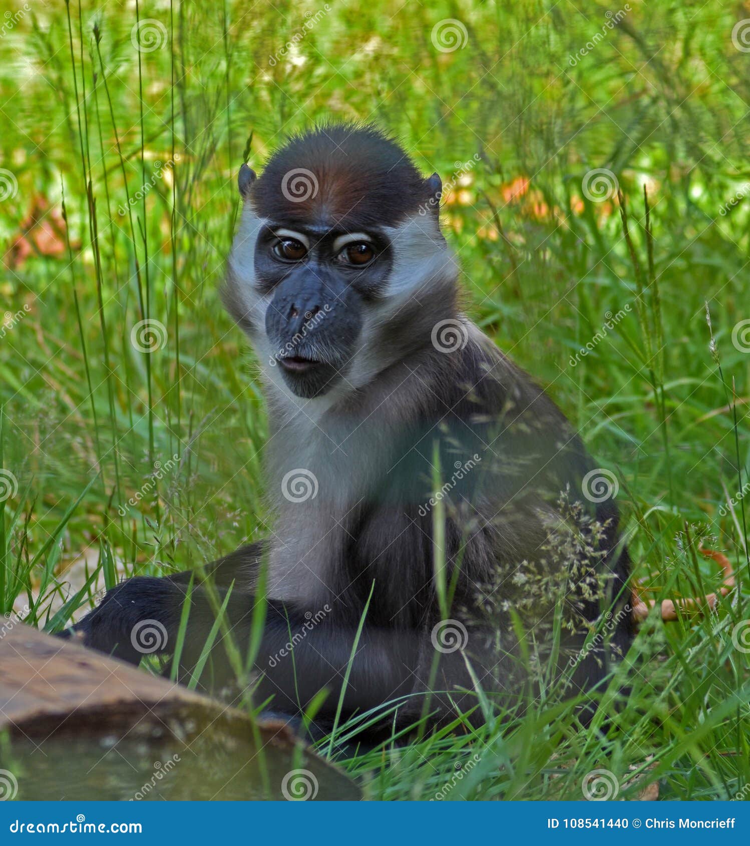 Collared Mangabey Monkey stock photo. Image of natures - 108541440