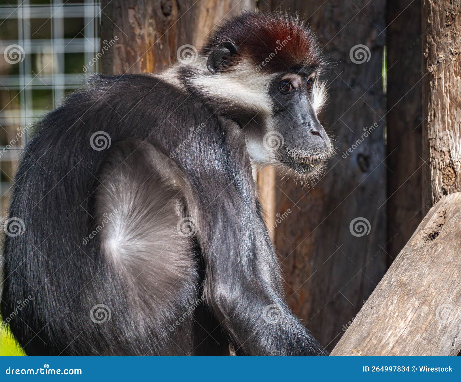 Collared Mangabey Monkey at the KC Zoo Stock Photo - Image of collared ...
