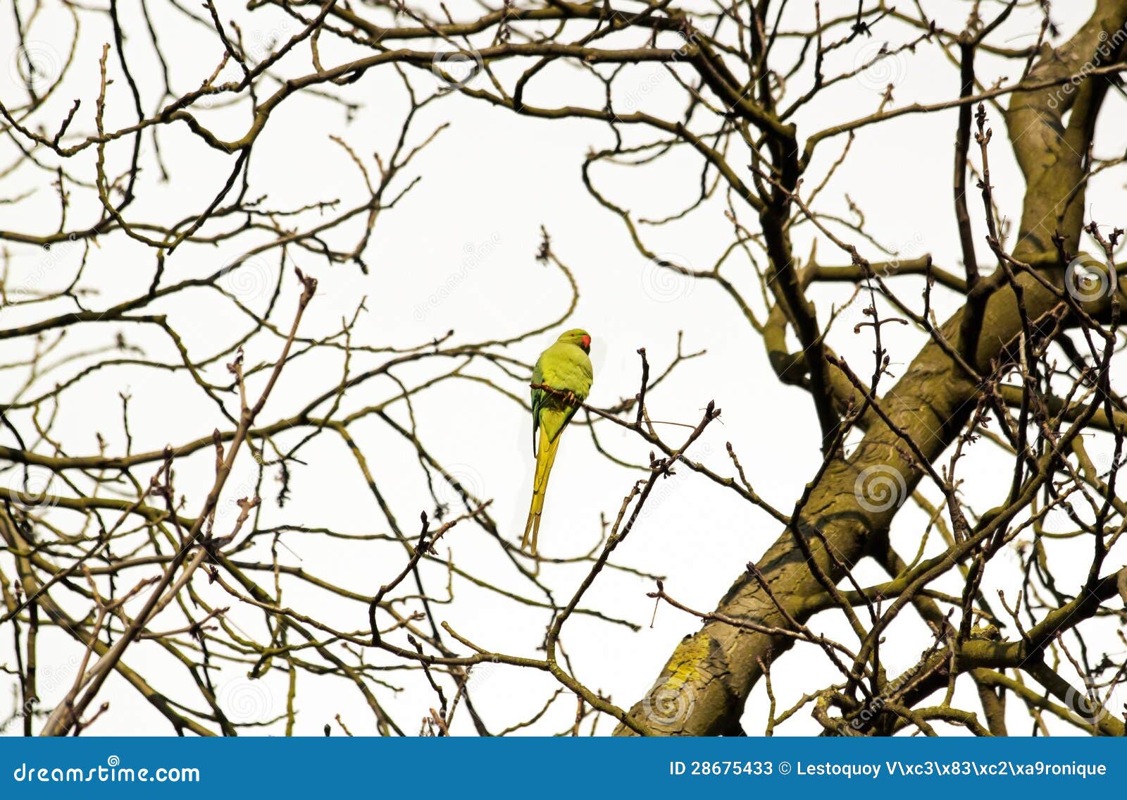 Collared parakeet stock image. Image of tree, adaptation - 28675433