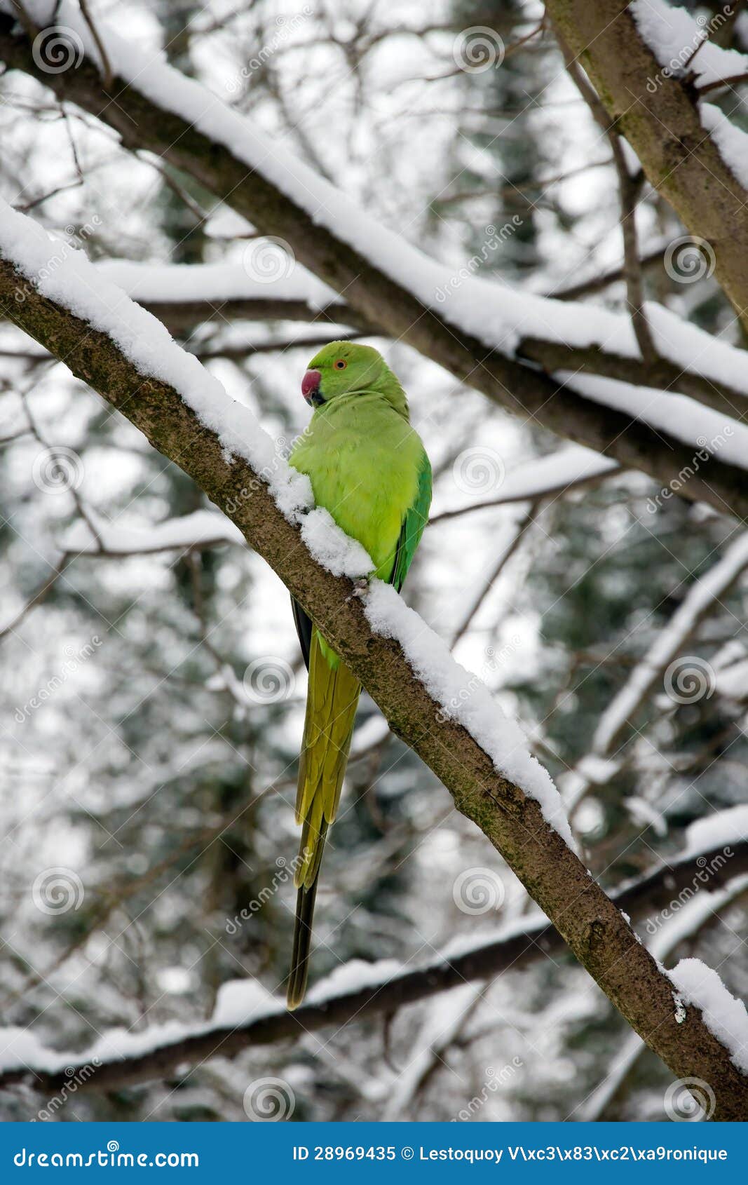 Collared parakeet stock image. Image of adaptation, adaptability - 28969435