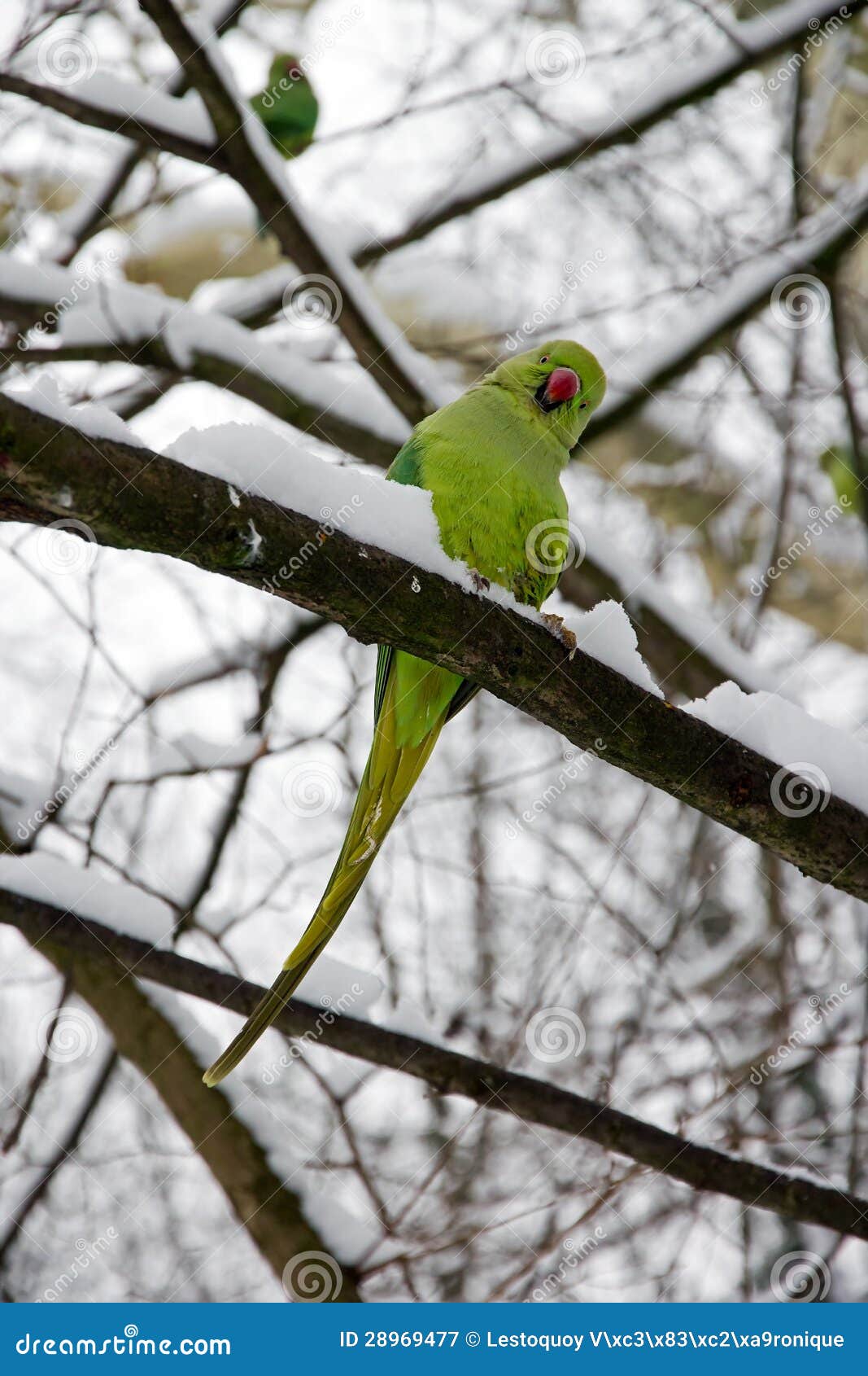 Collared parakeet stock image. Image of collared, tree - 28969477