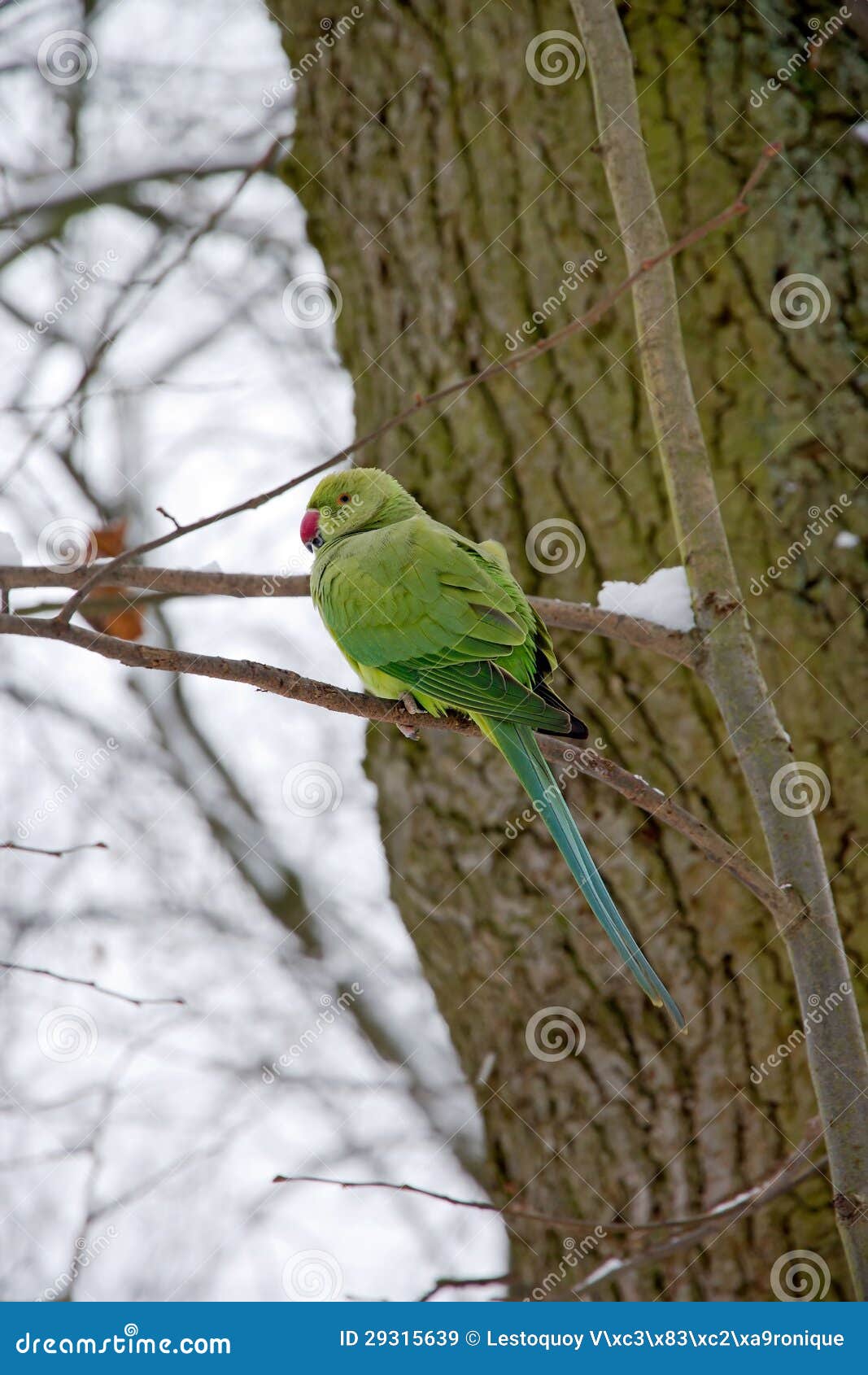 Collared parakeet stock image. Image of adaptability - 29315639
