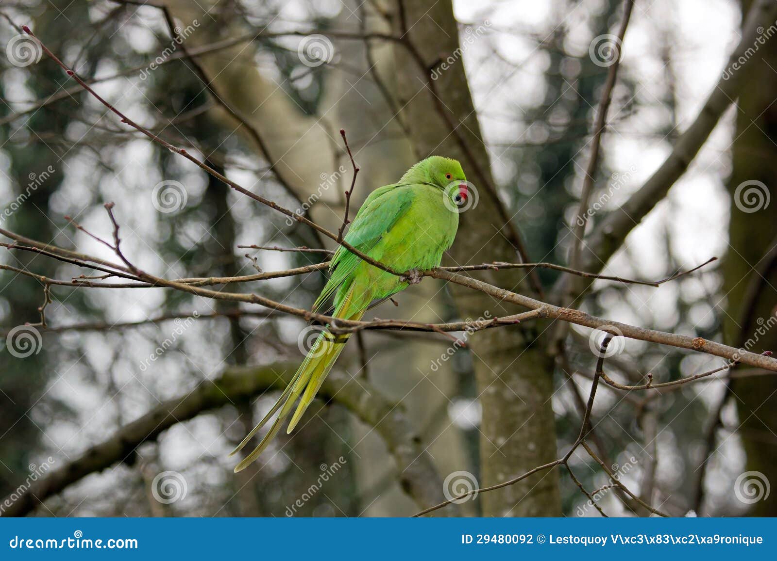 Collared parakeet stock photo. Image of winter, perched - 29480092