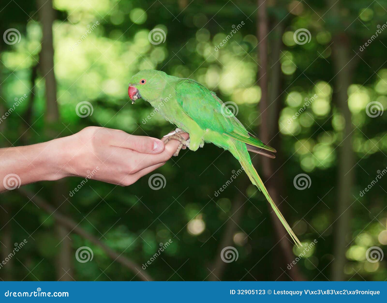 Collared Parakeet Put on a Hand Stock Image - Image of biodiversity ...