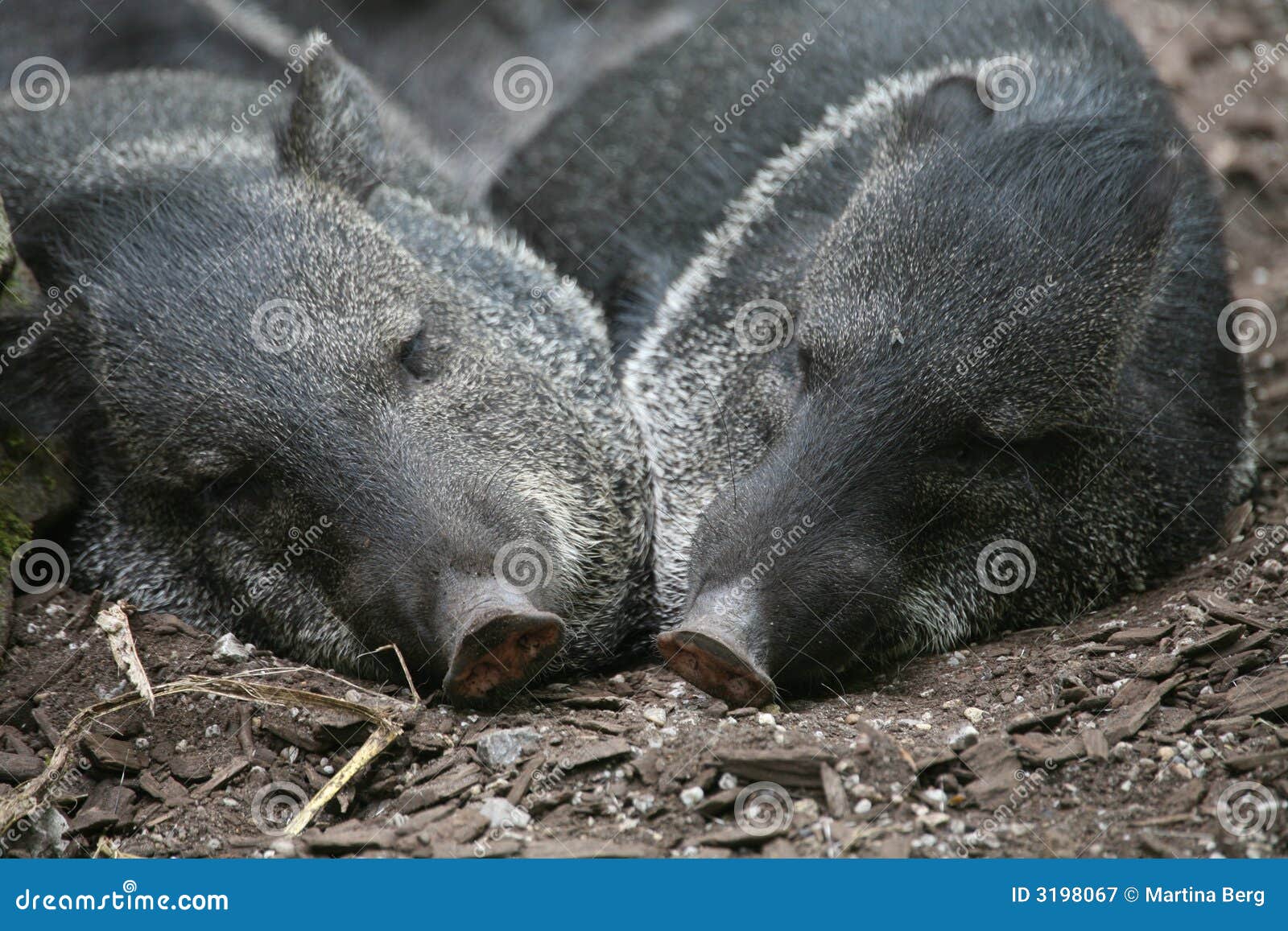 Collared peccaries stock image. Image of brushland, affection - 3198067