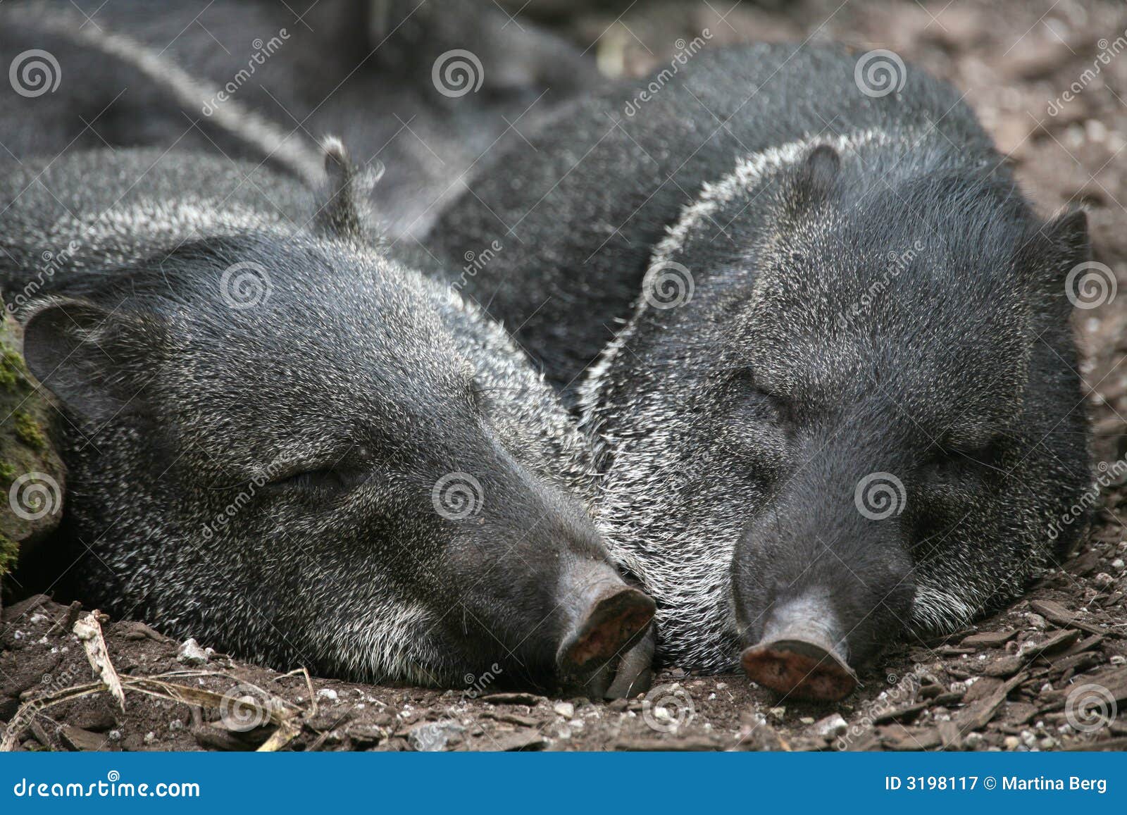 Collared peccaries stock image. Image of bristles, animals - 3198117