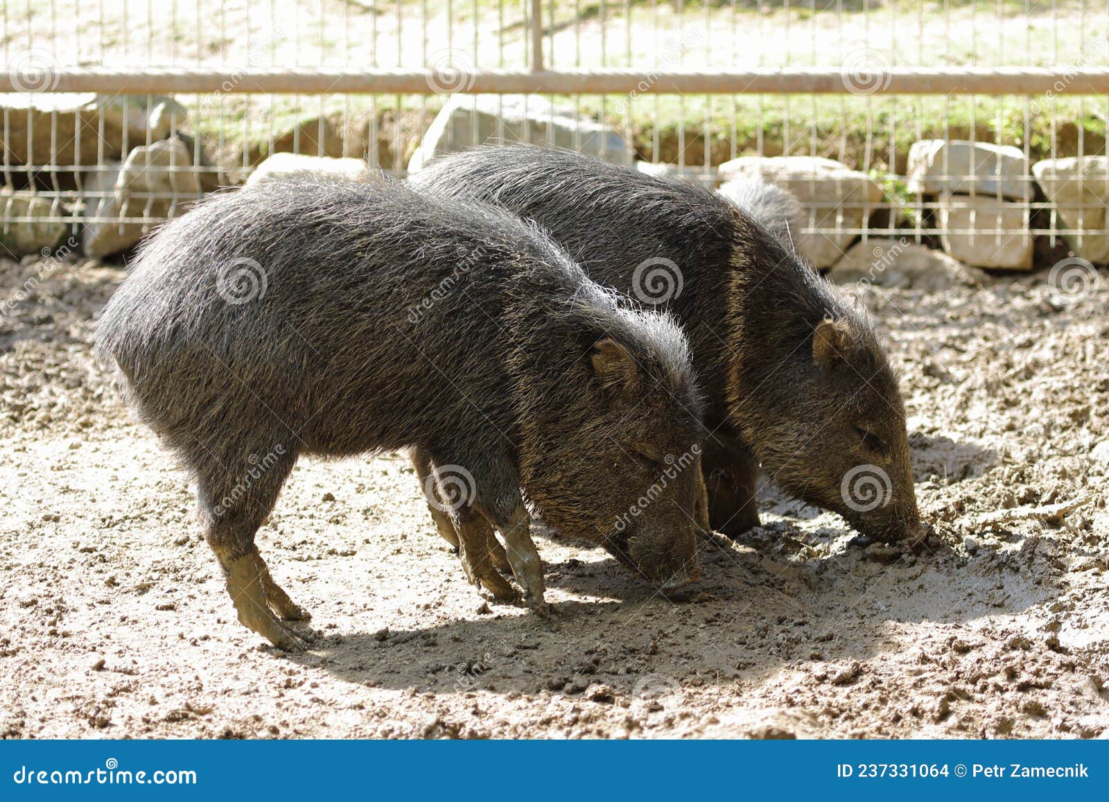 Collared Peccaries in Mud in ZOO Stock Photo - Image of czech, mammal ...