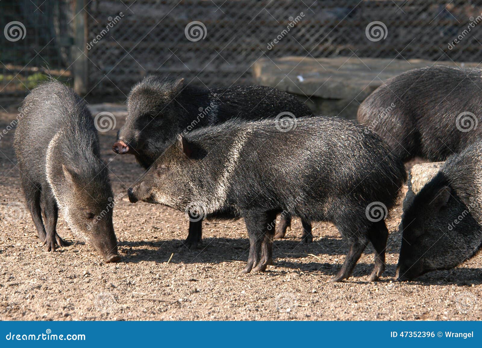 Collared peccaries stock photo. Image of family, nature - 47352396