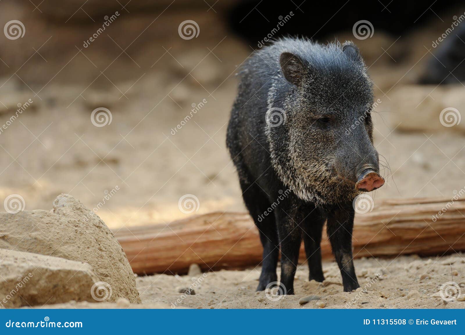 Collared Peccary stock photo. Image of musk, mexican - 11315508