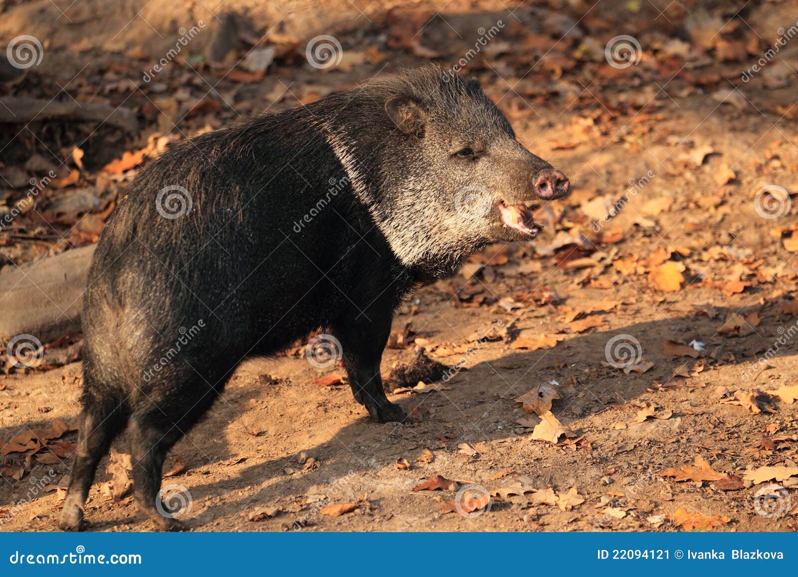 Collared peccary stock image. Image of musk, mammal, quenk - 22094121