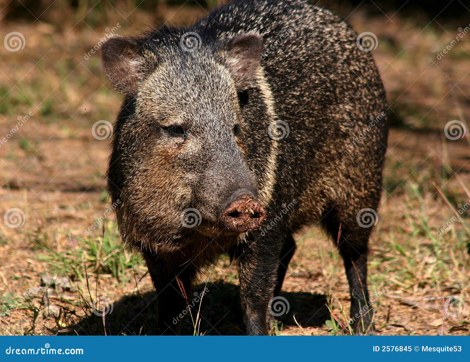 Collared peccary stock image. Image of javelina, america - 2576845
