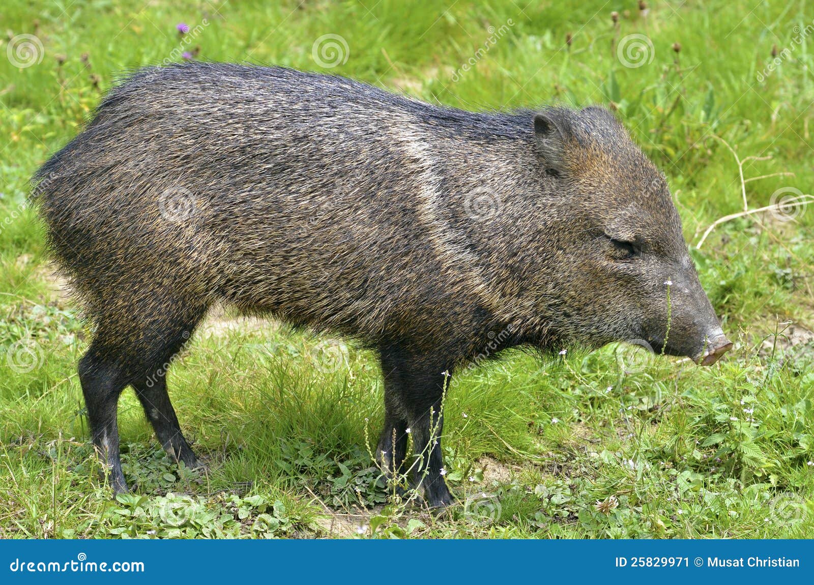 Collared Peccary on grass stock image. Image of green - 25829971