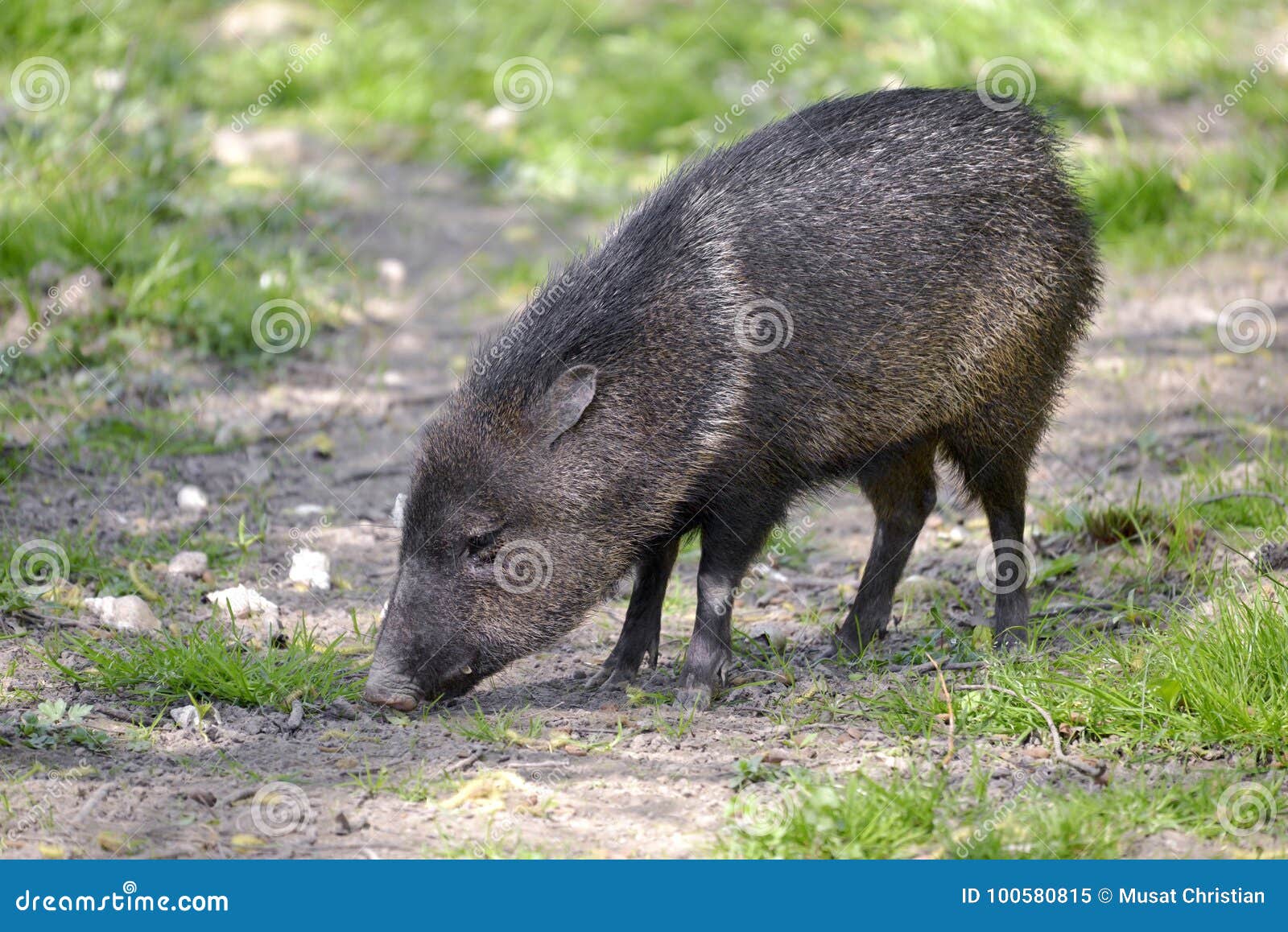 Collared Peccary on grass stock image. Image of collared - 100580815